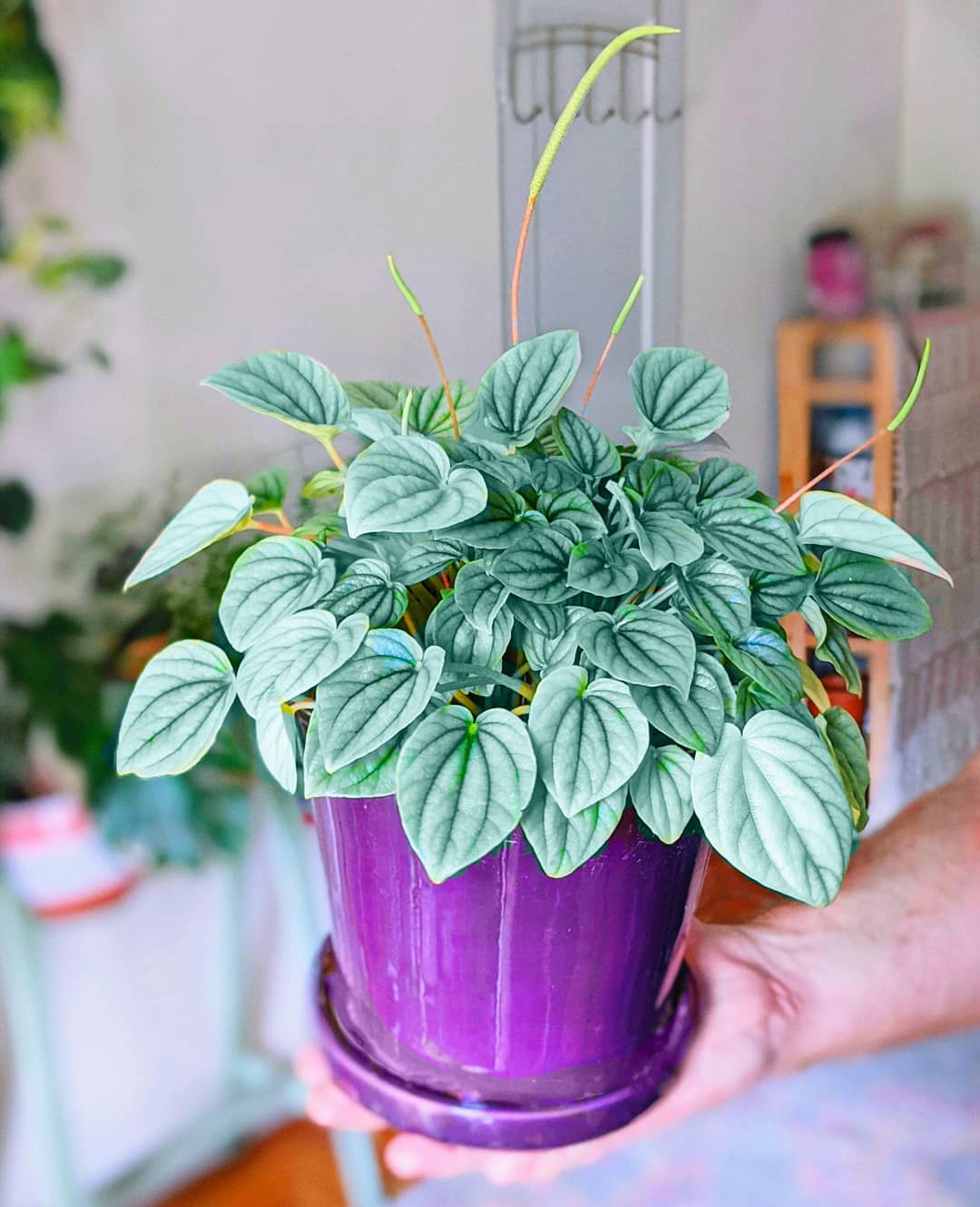 Keep Your Silver Ripple Peperomia Alive: Light, Water & Care Instructions
