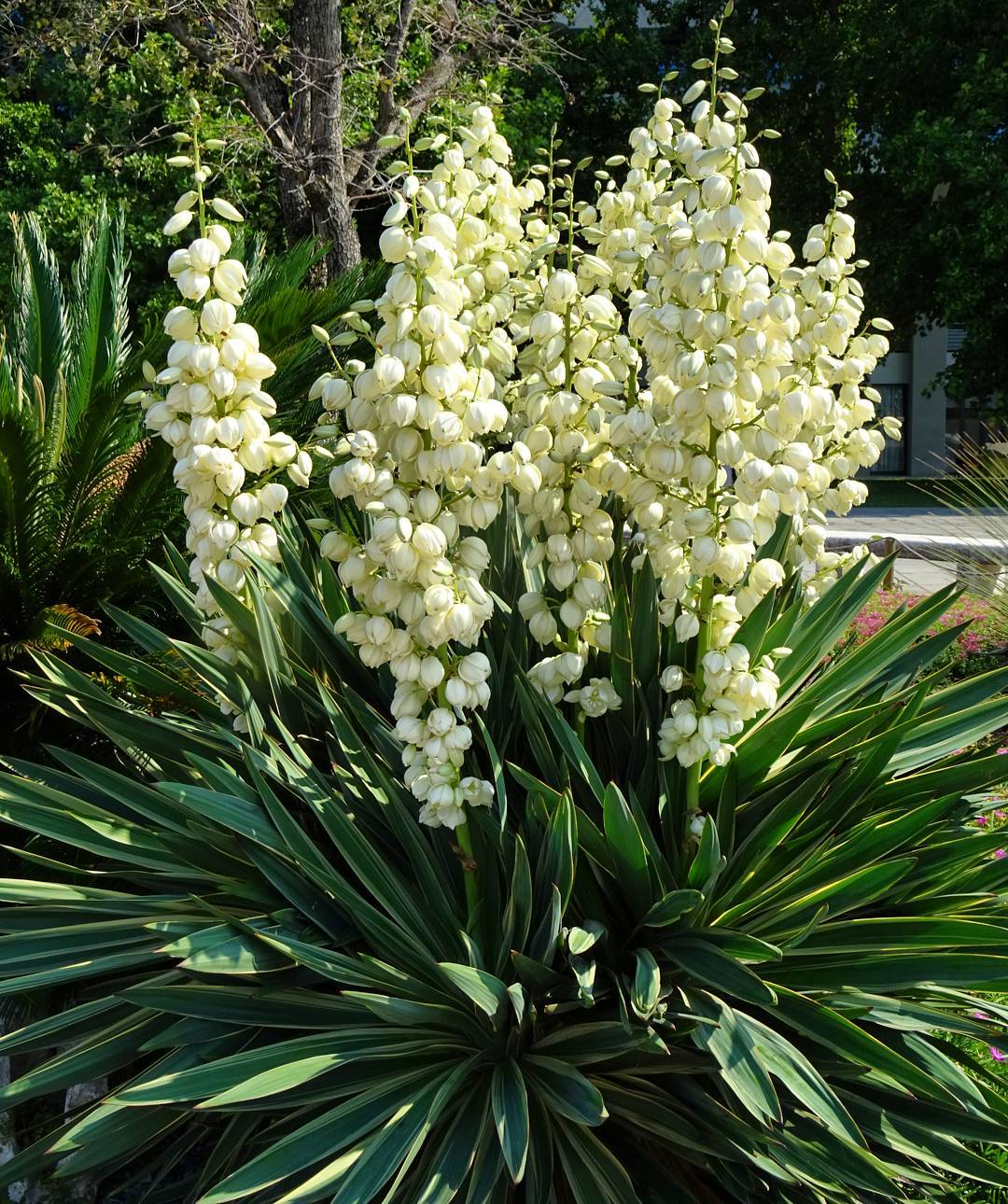 Spanish Dagger Plant Care: Water, Light, Nutrients | Greg App 🌱