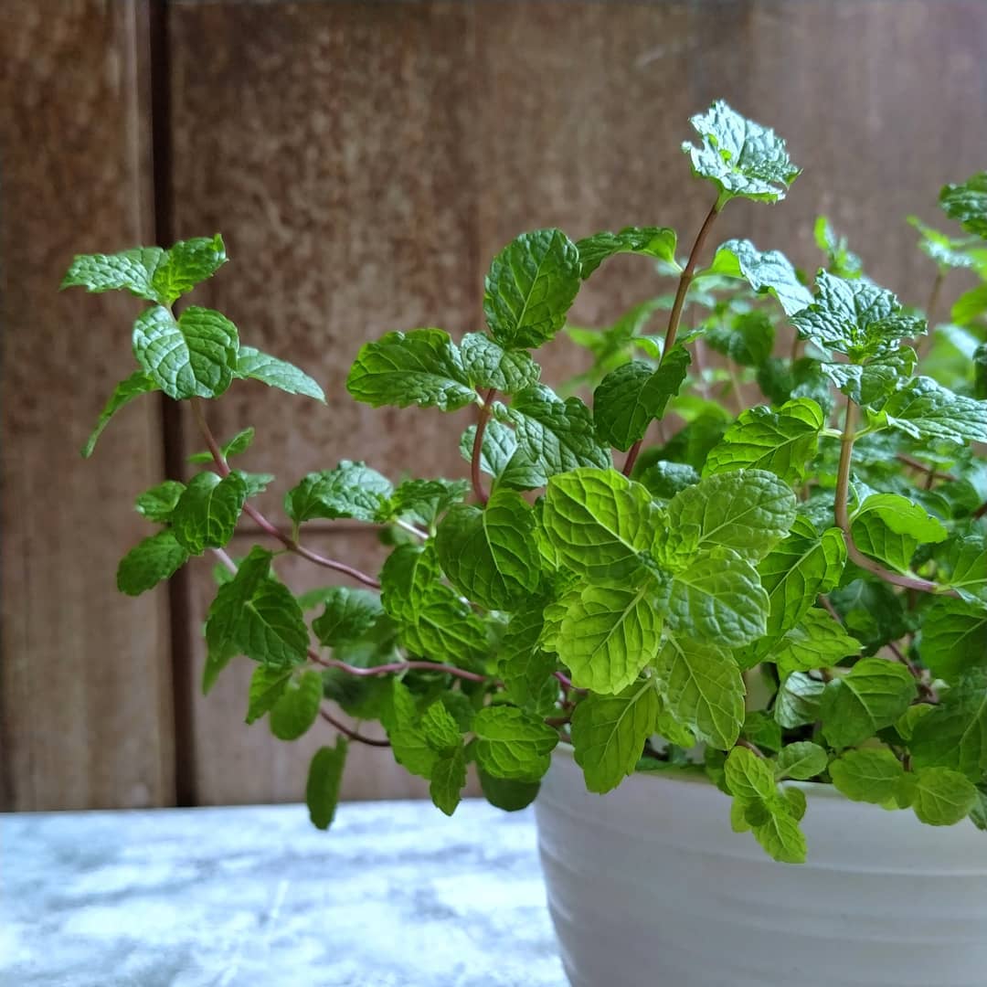 Spearmint Plant Care: Water, Light, Nutrients | Greg App 🌱