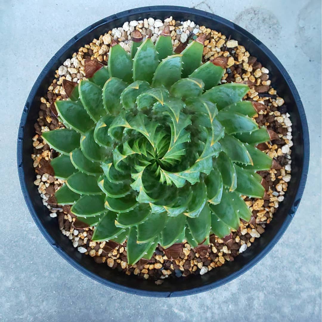Keep Your Aloe Polyphylla Alive: Light, Water & Care Instructions