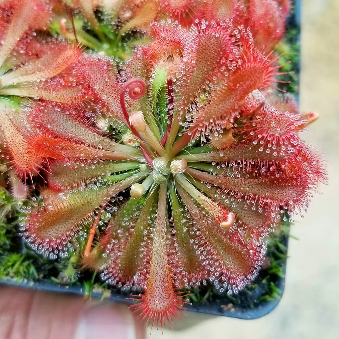 Keep Your Spoon-Leaved Sundew Alive: Light, Water & Care Instructions