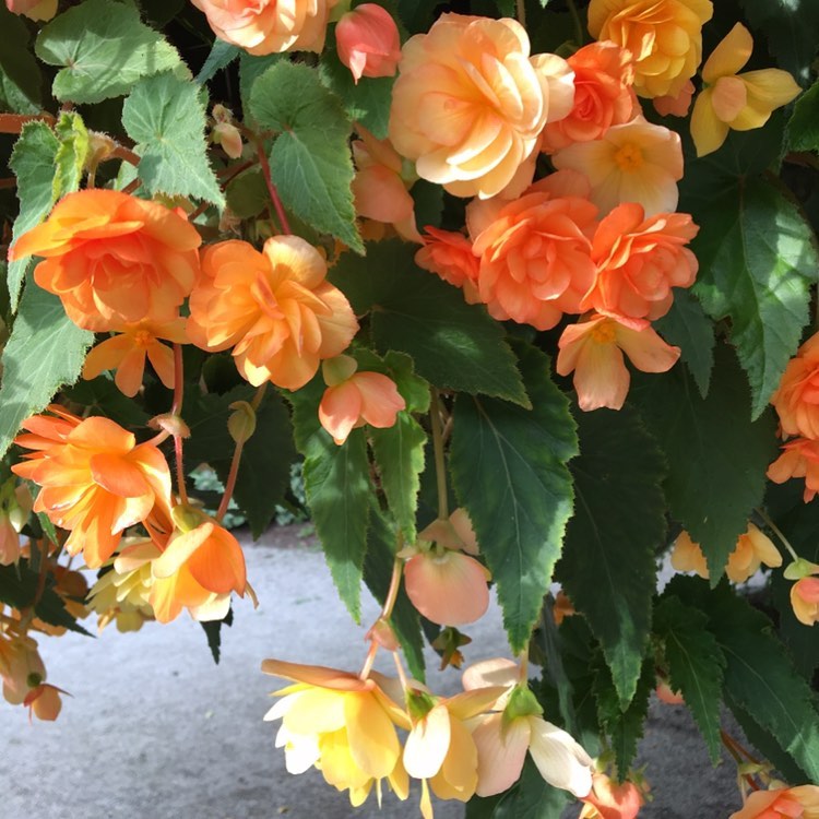 How to Care for Tuberous Begonia: Mastering Water, Sunlight & More