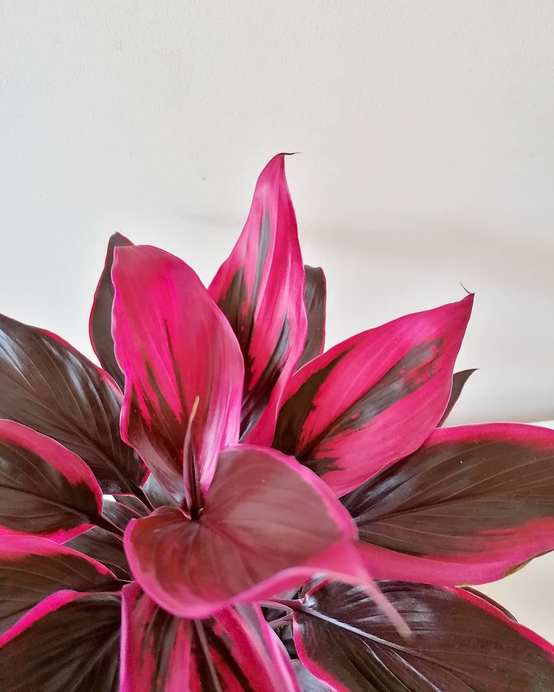 How to Care for Ti Plant: Mastering Water, Sunlight & More