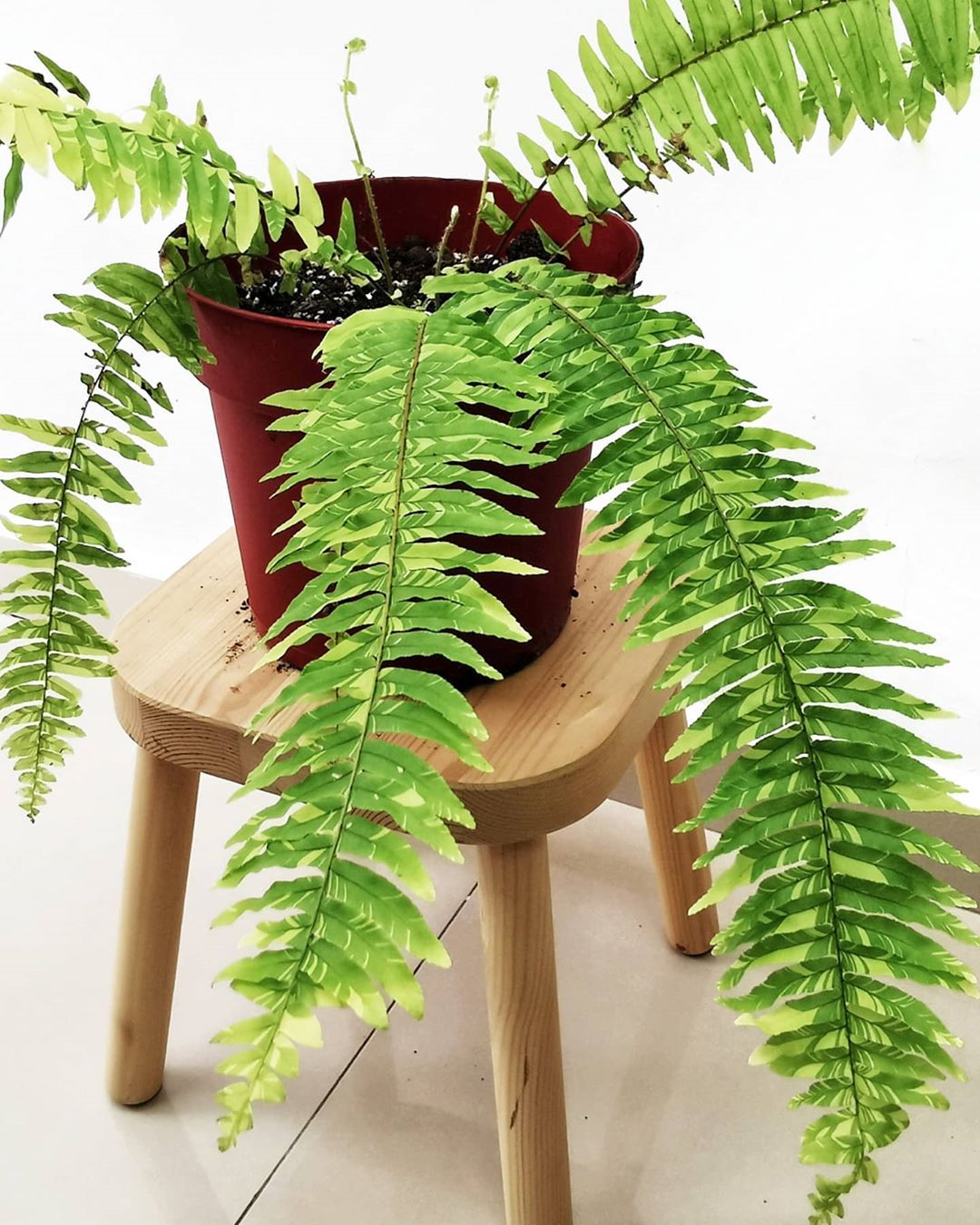 Tiger Fern Care 101: Water, Light & Growing Tips