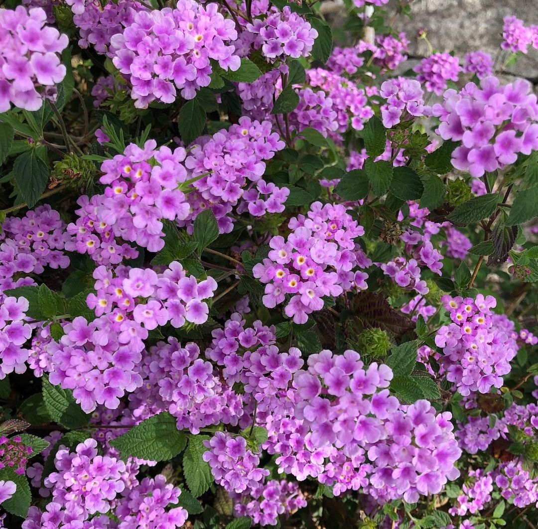 Trailing Lantana Plant Care: Water, Light, Nutrients | Greg App 🌱