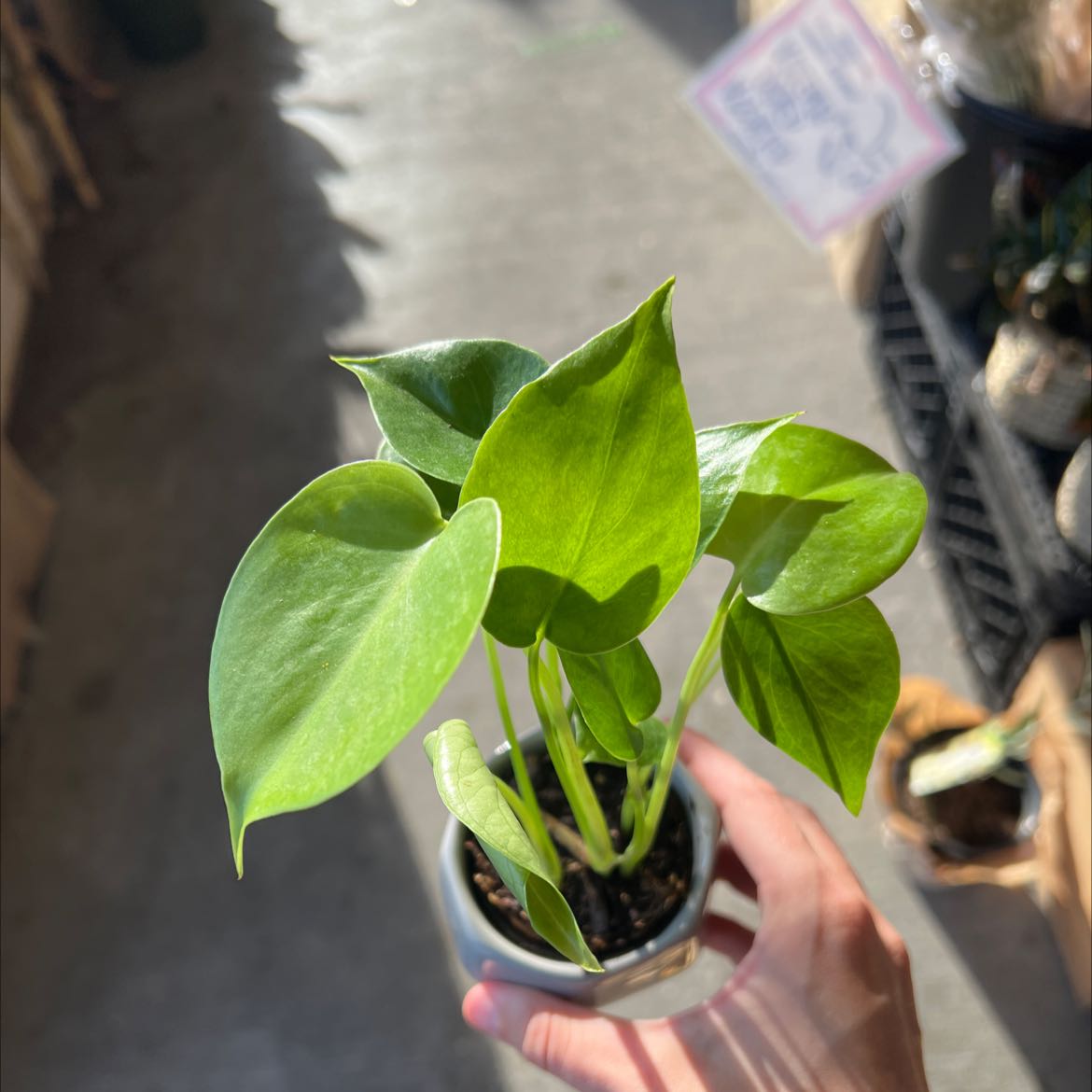 Should I Repot My Golden Pothos And If So, How?