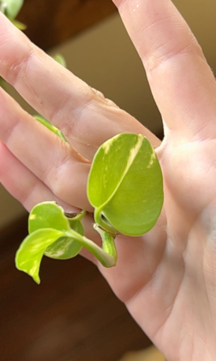 How To Get A Golden Pothos To Bloom