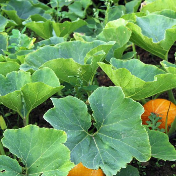 Fertilize Your Winter Squash And Double Its Growth