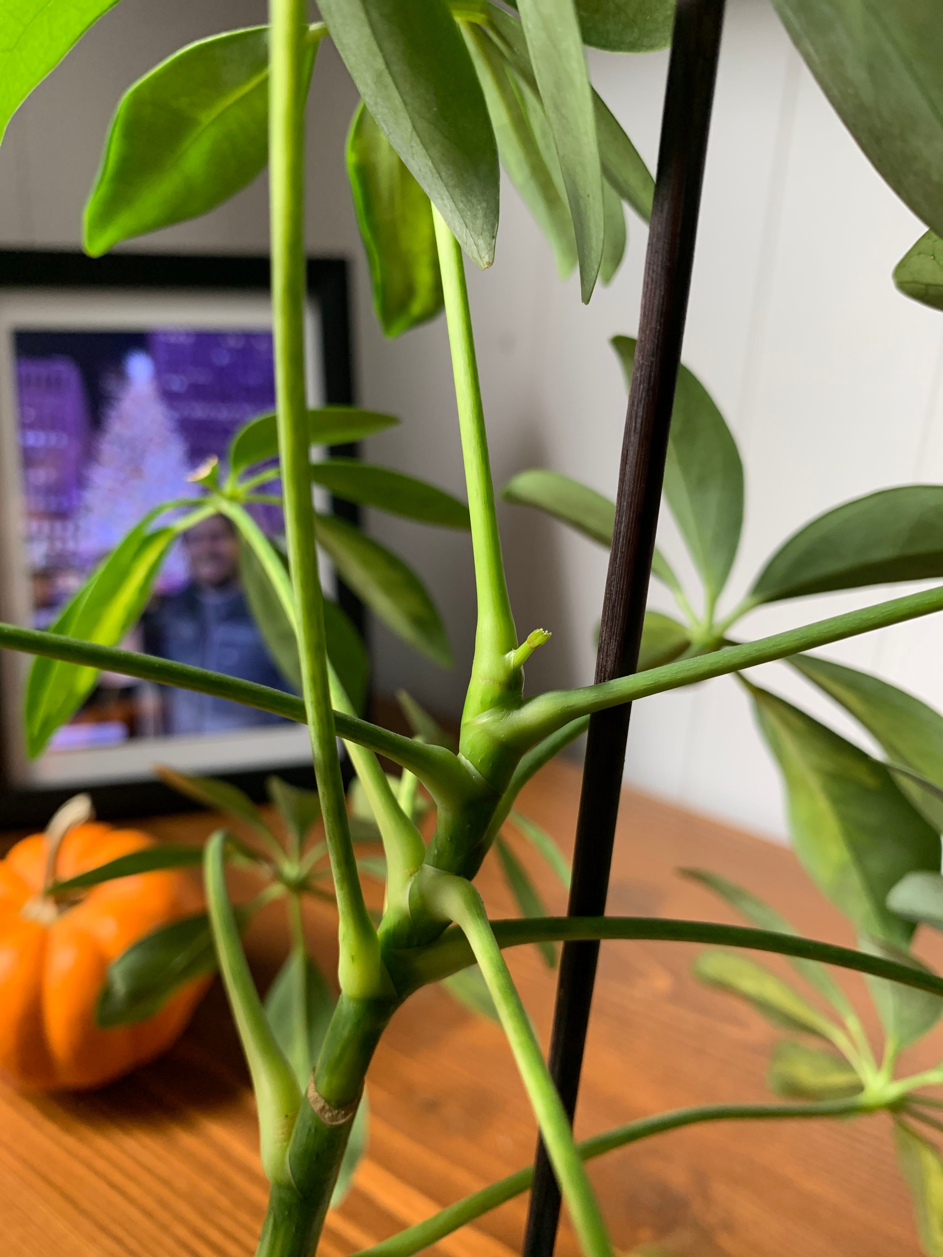 Variegated Dwarf Umbrella Tree Care 101: Water, Light & Growing Tips