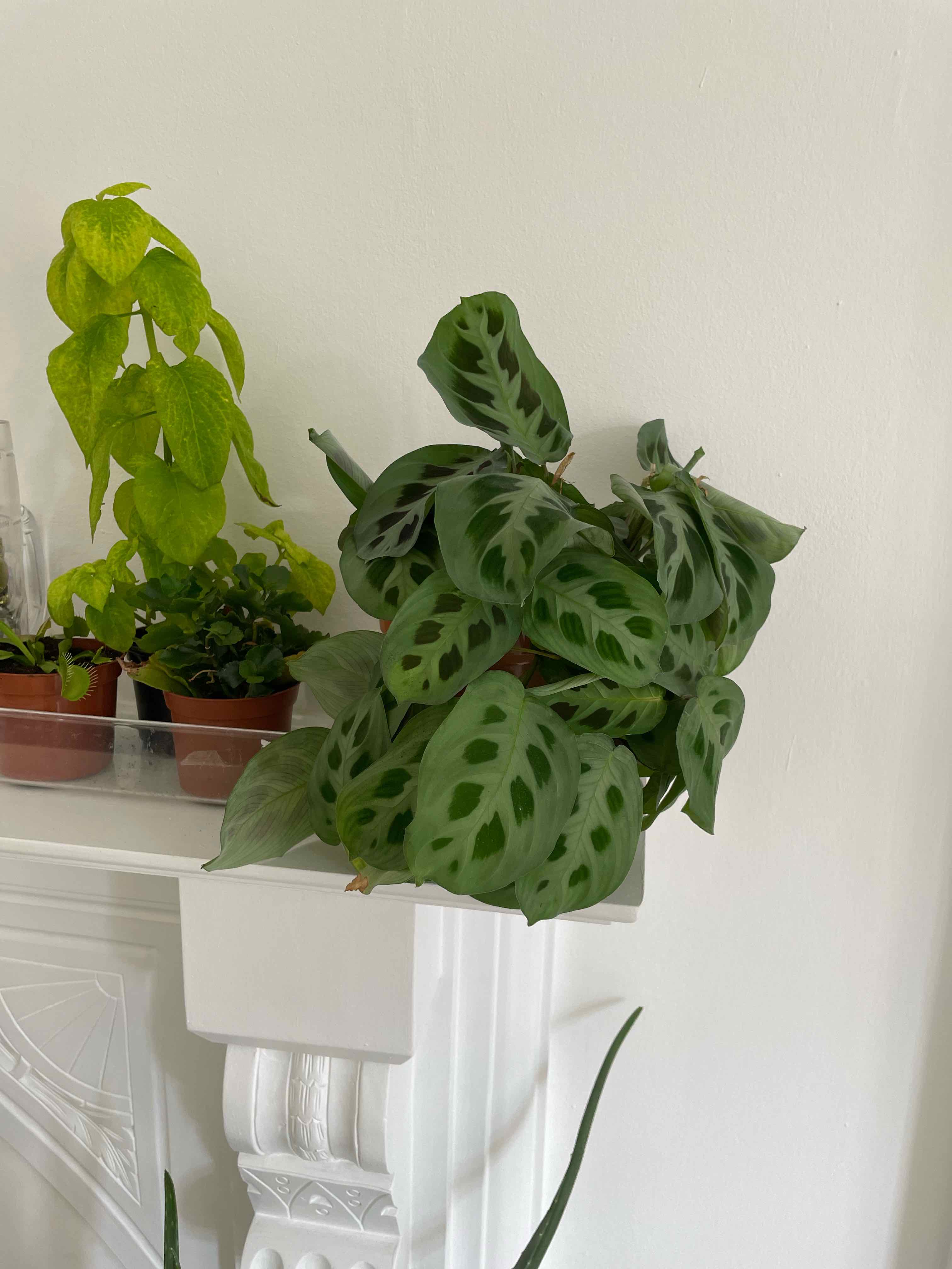How and When Should I Cut Back My Variegated Prayer Plant?