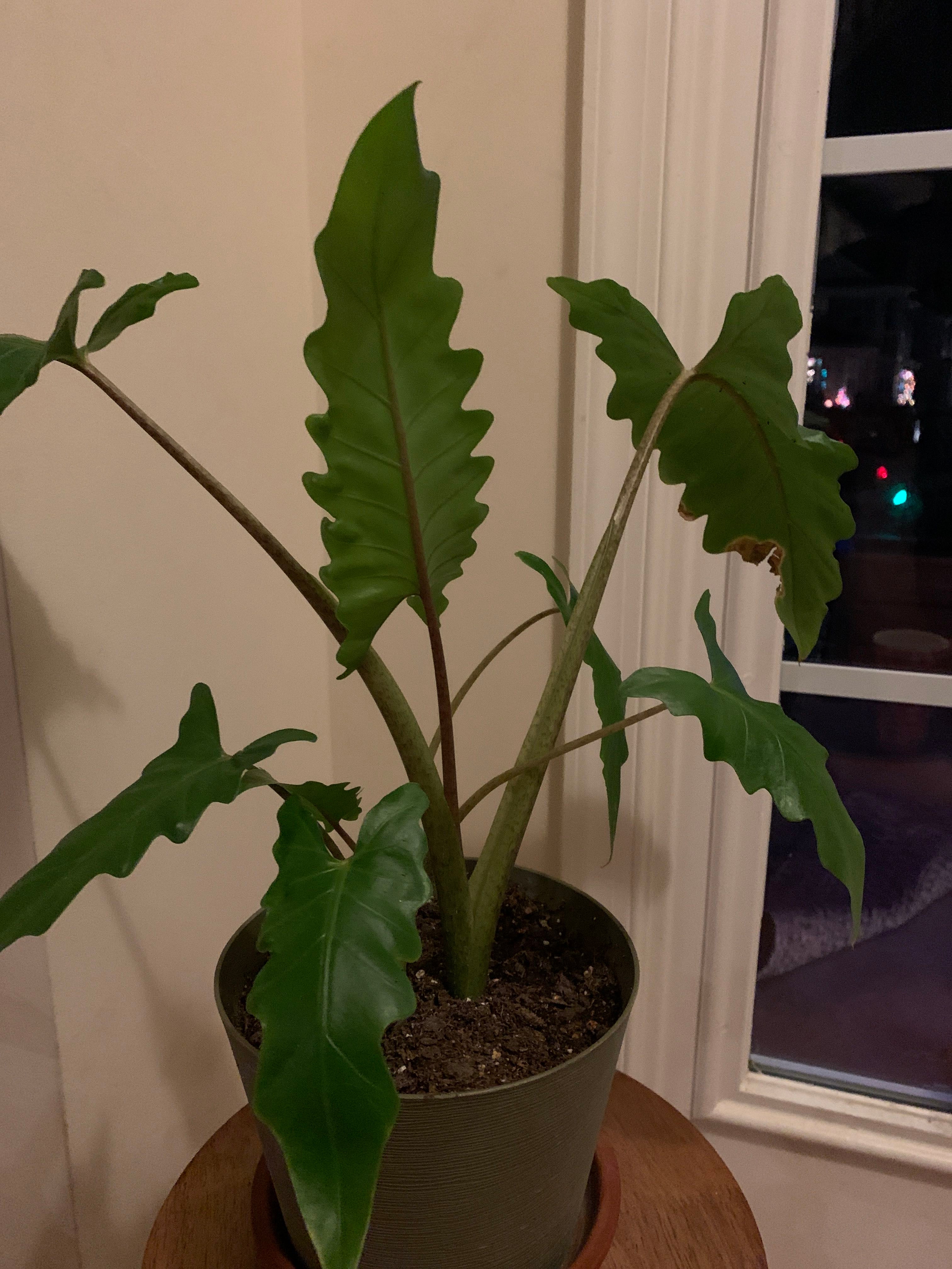 Malaysian monster skips dormancy for new growth