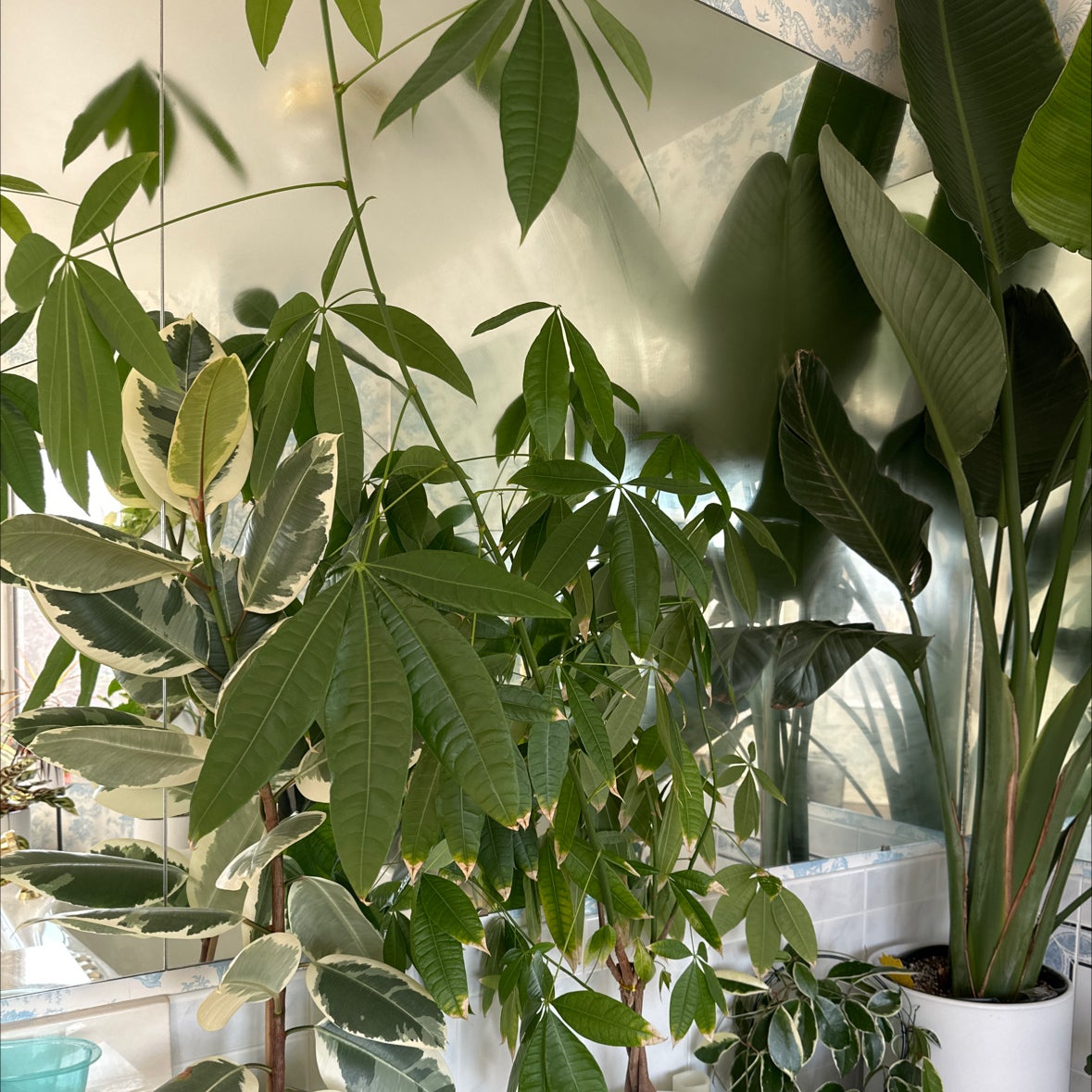 💰 Light Requirements For Your Money Tree