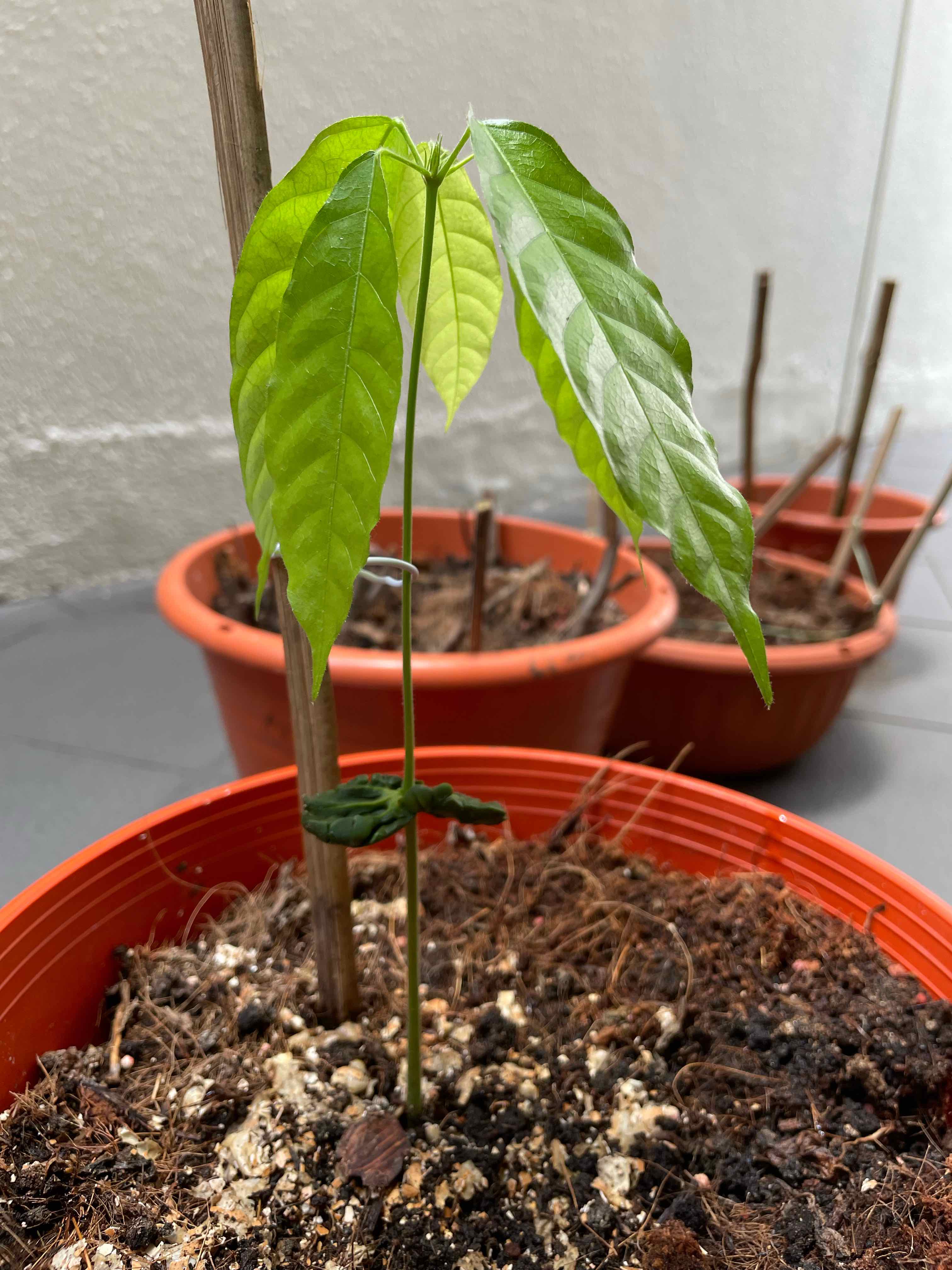 Propagating Cacao Tree: Step-by-Step Guide
