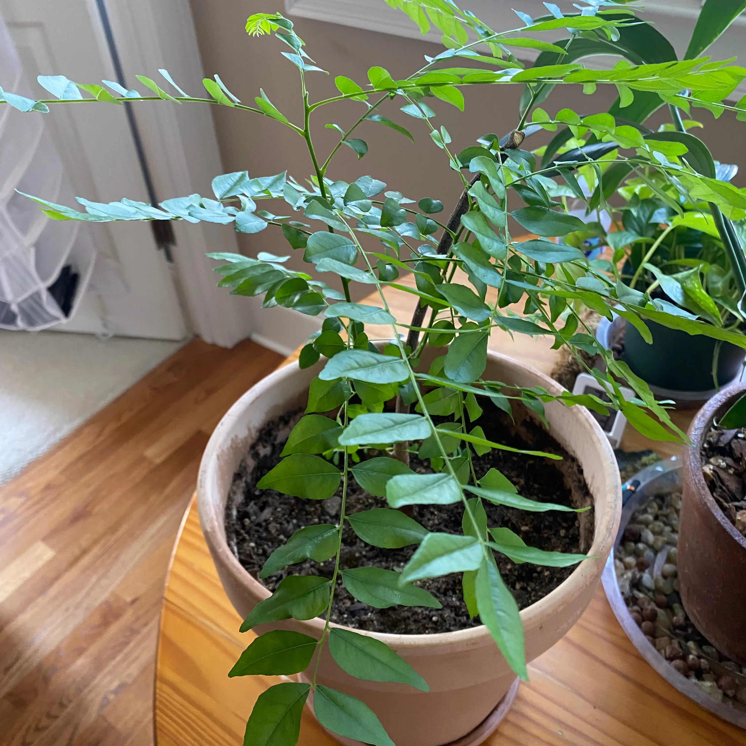 Propagating Curry Tree: Step-by-Step Guide
