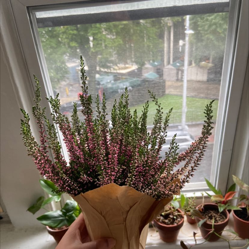 How and When Should I Cut Back My Heather?
