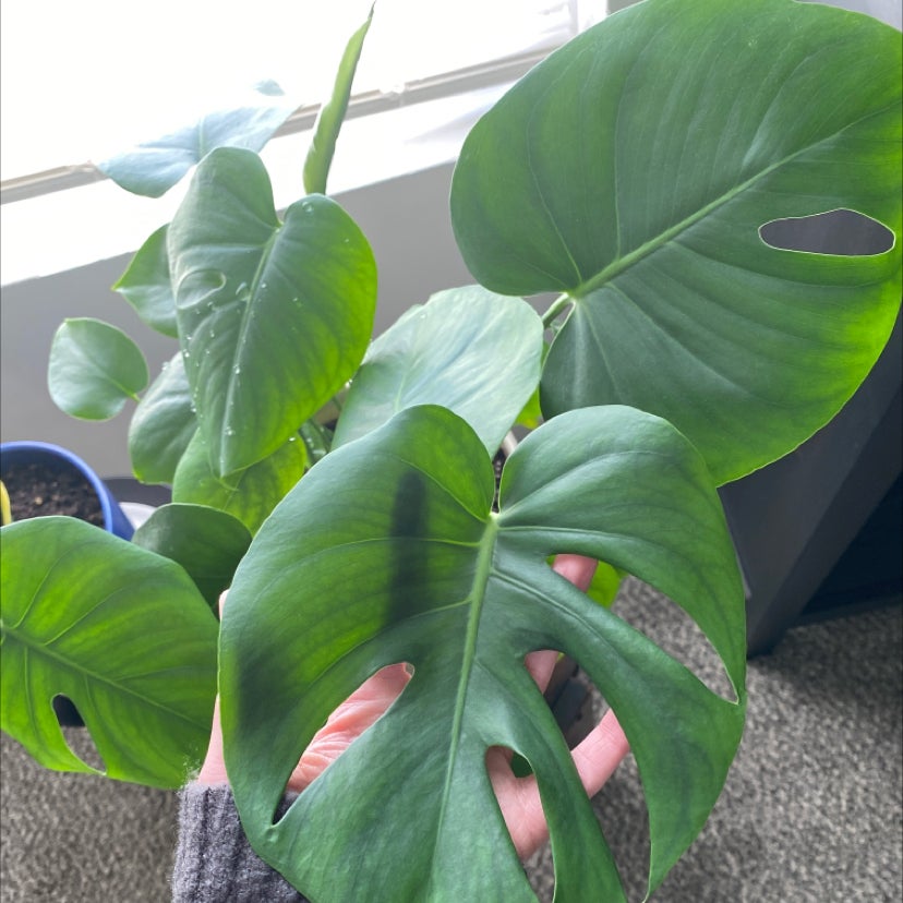 Why Are There Brown Spots on My Dwarf Monstera Deliciosa?