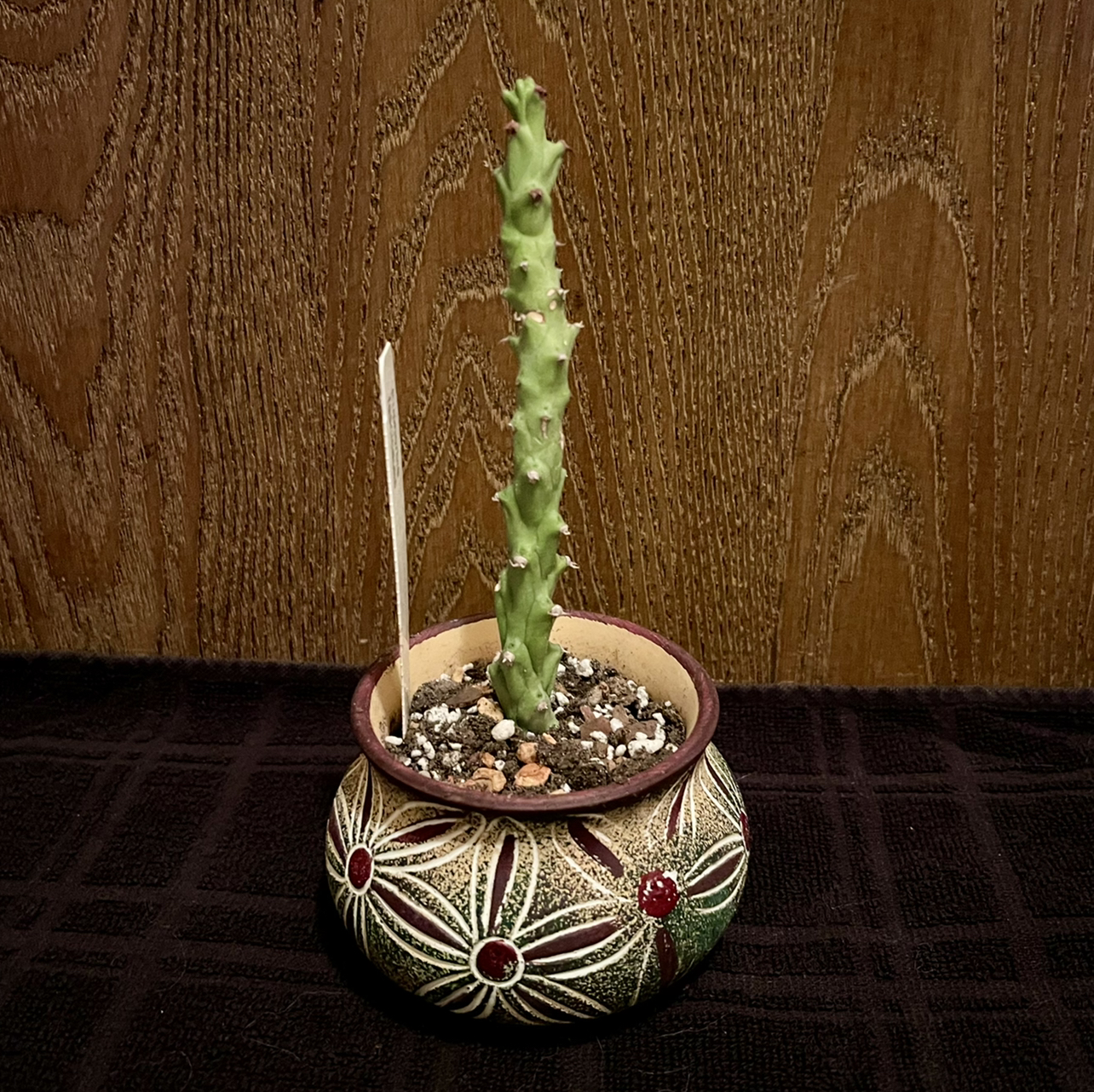 Euphorbia fascicaulis Plant Care: Water, Light, Nutrients | Greg App 🌱