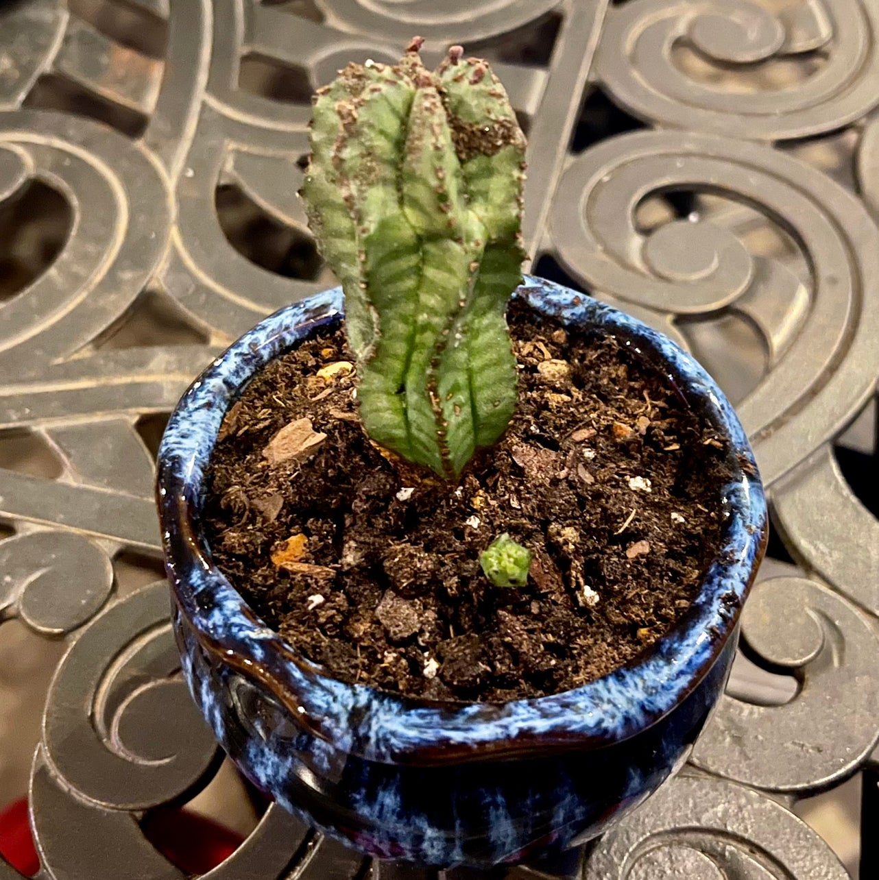 Tanzania Zipper Plant Plant Care: Water, Light, Nutrients | Greg App 🌱