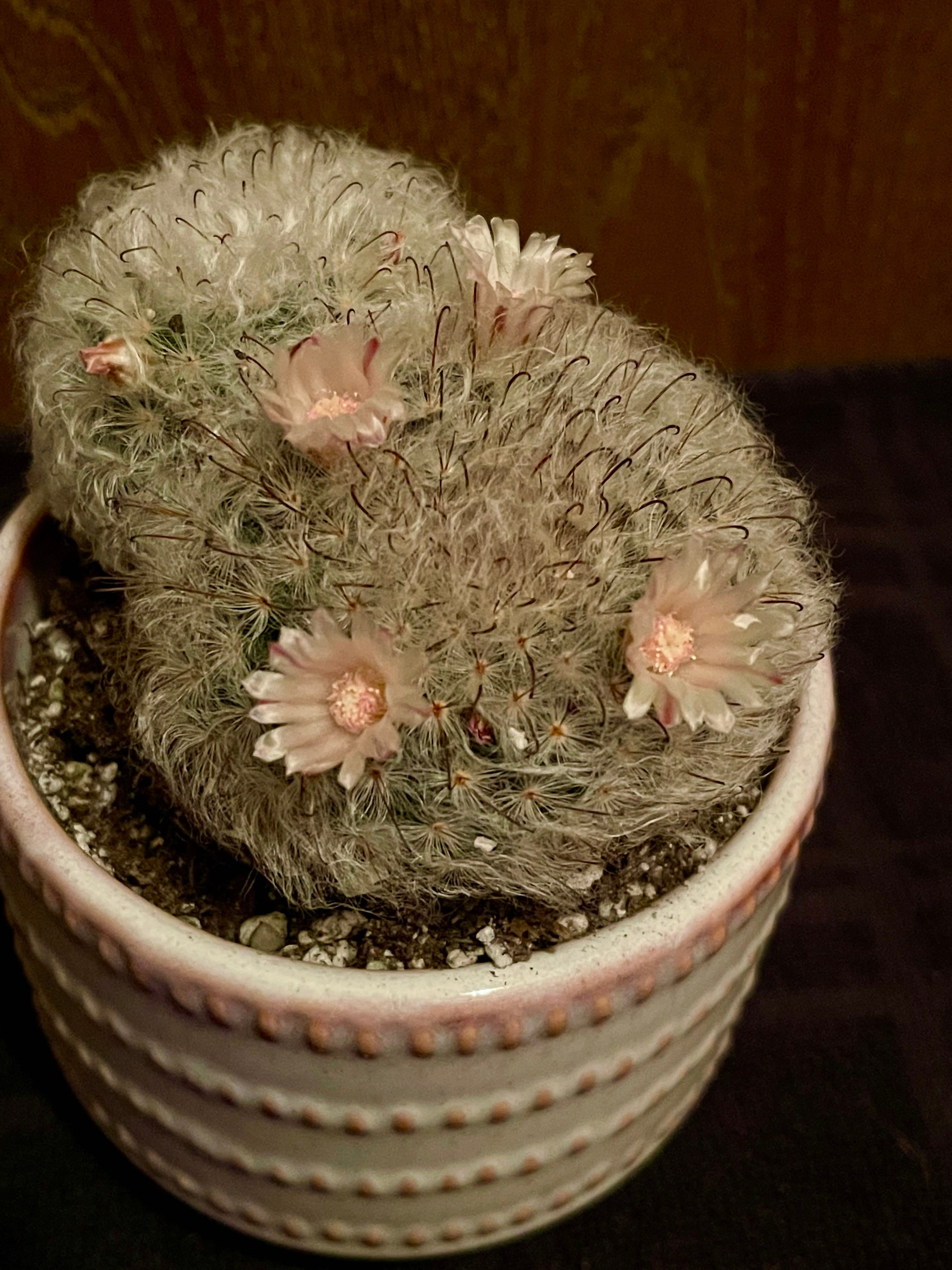 How to Care for Powder Puff Cactus: Mastering Water, Sunlight & More