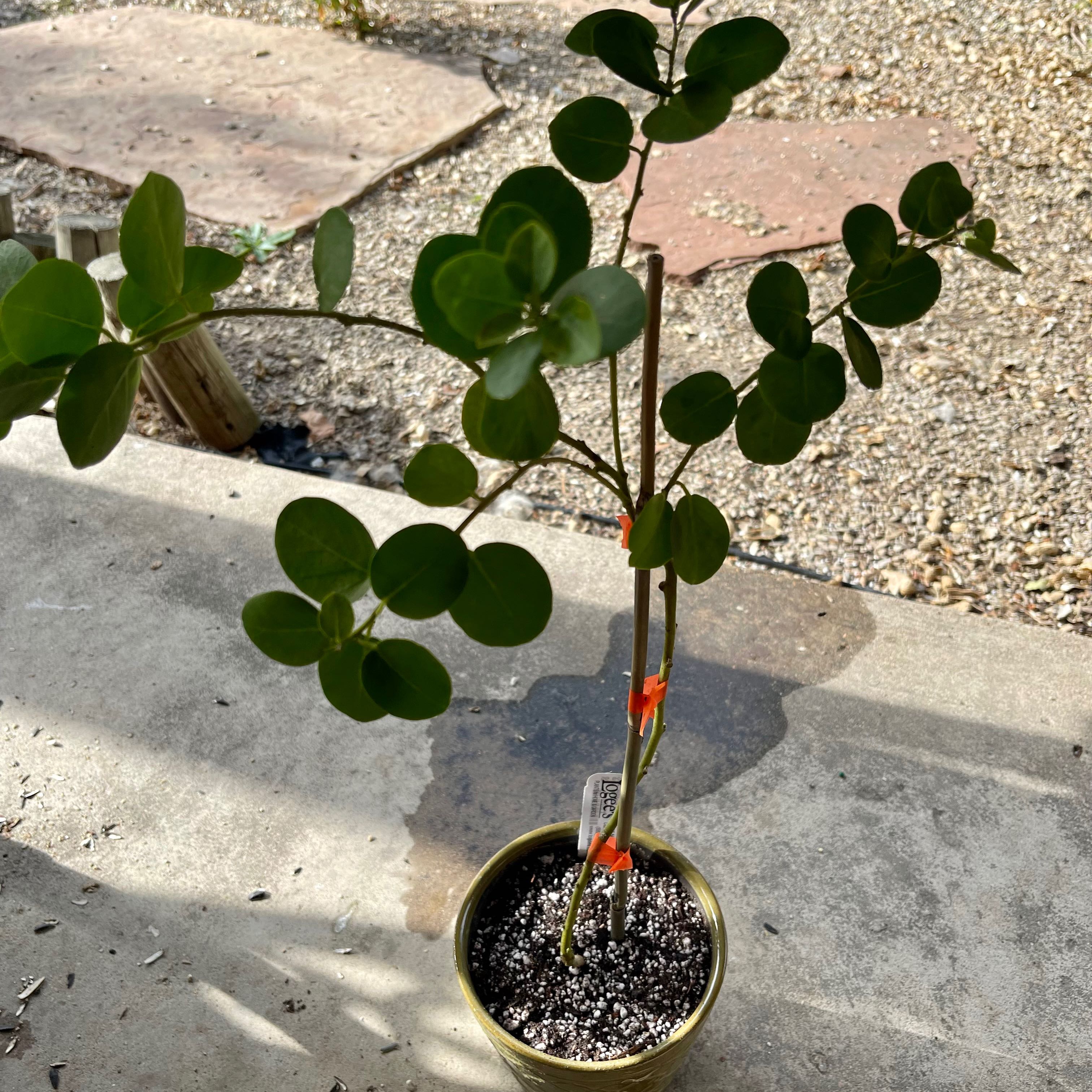 Spineless Caper Bush Plant Care: Water, Light, Nutrients | Greg App 🌱