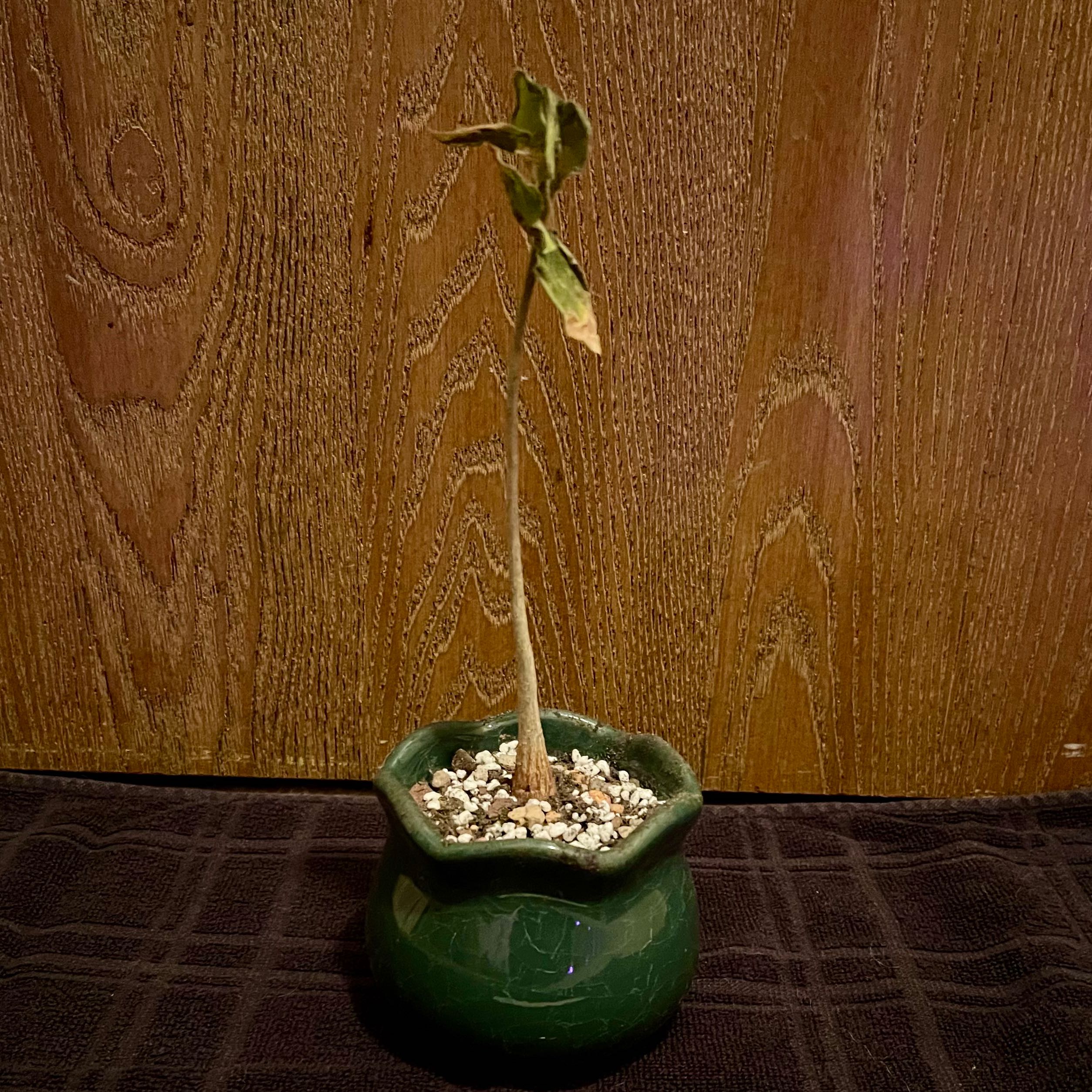 Star Chestnut: How Much Water & Light Does it Need to Thrive?