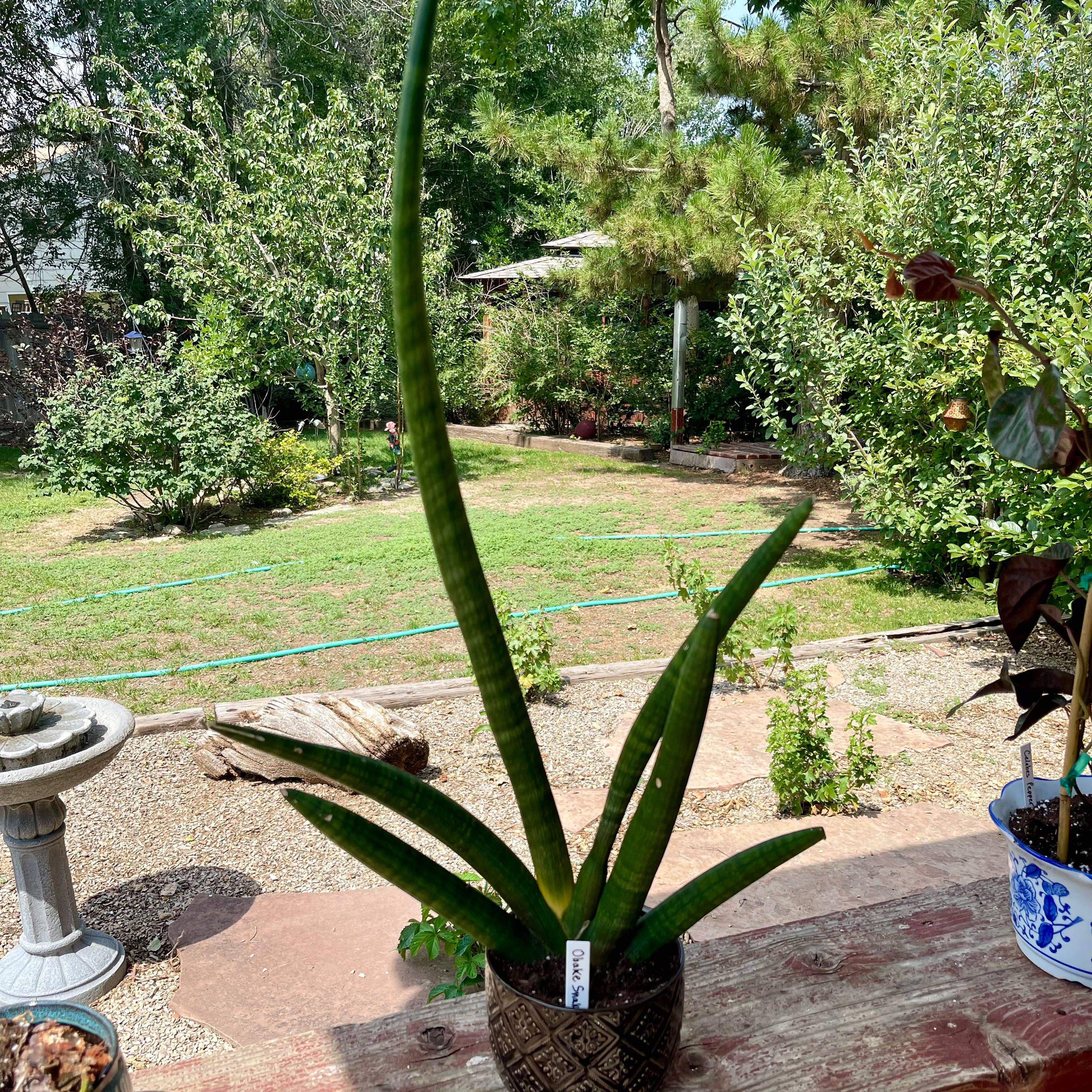 Rhino Snake Plant Plant Care: Water, Light, Nutrients | Greg App 🌱