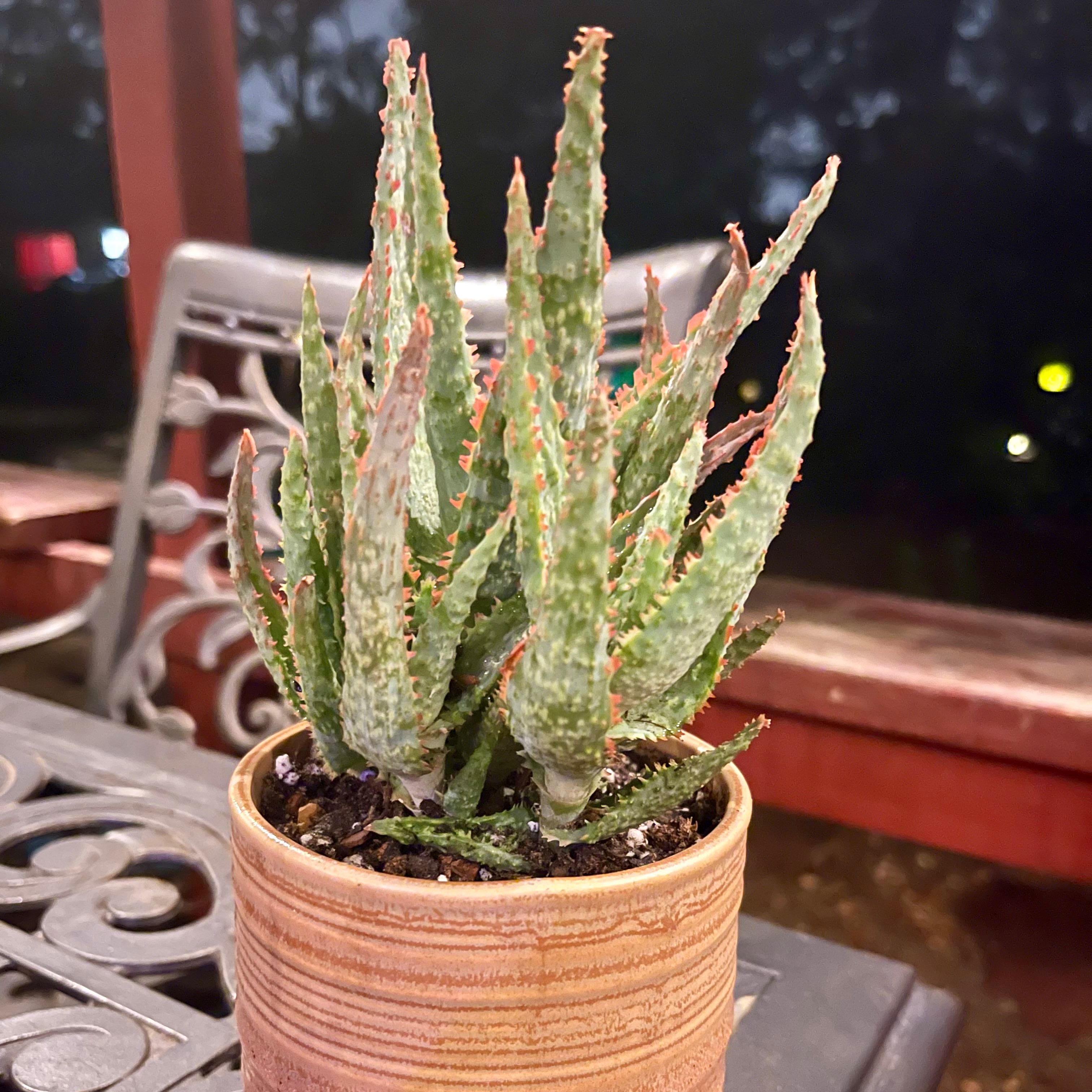 Personalized Aloe 'Purple People Eater' Care: Water, Light, Nutrients ...