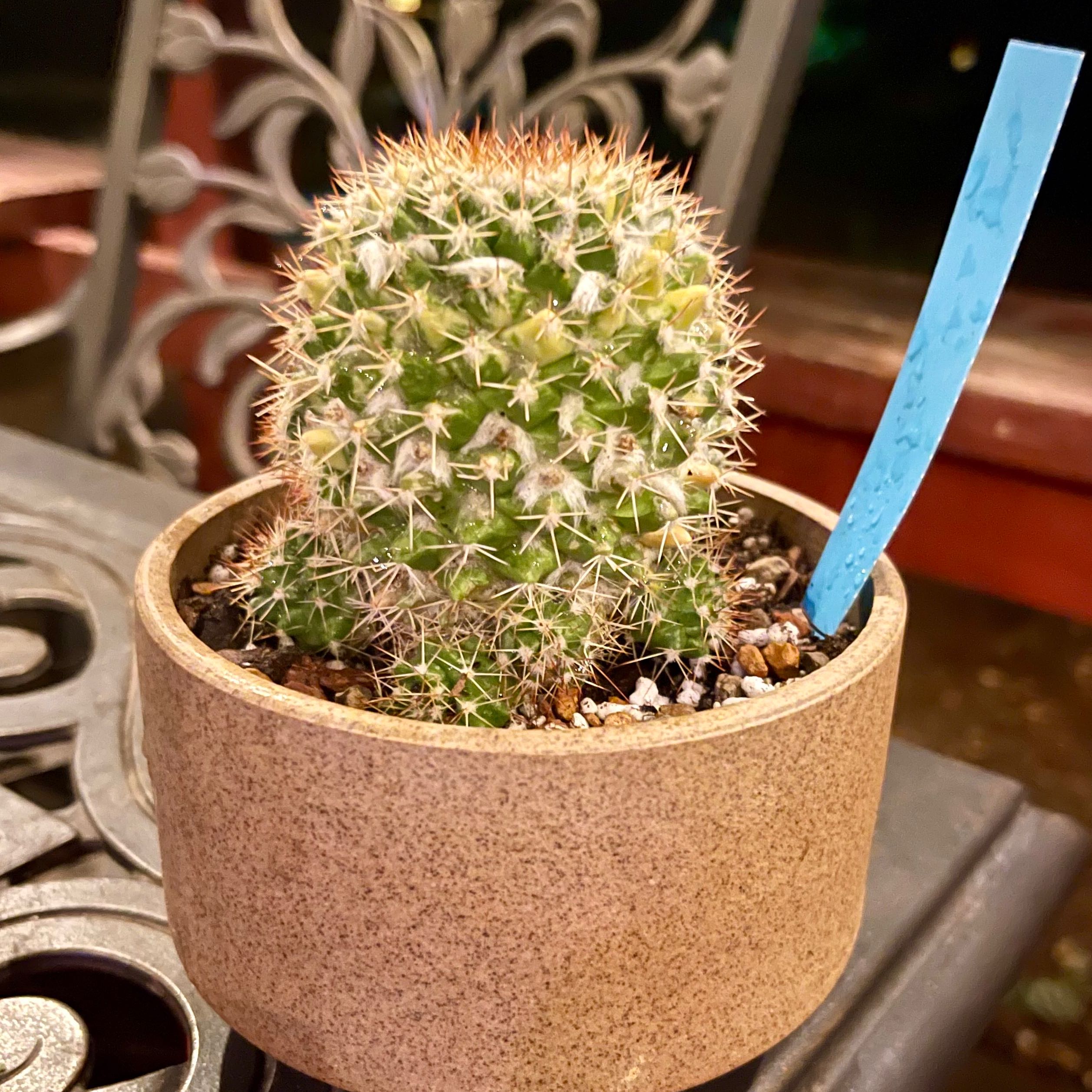 Personalized Variegated Silver Arrows Cactus Care: Water, Light ...