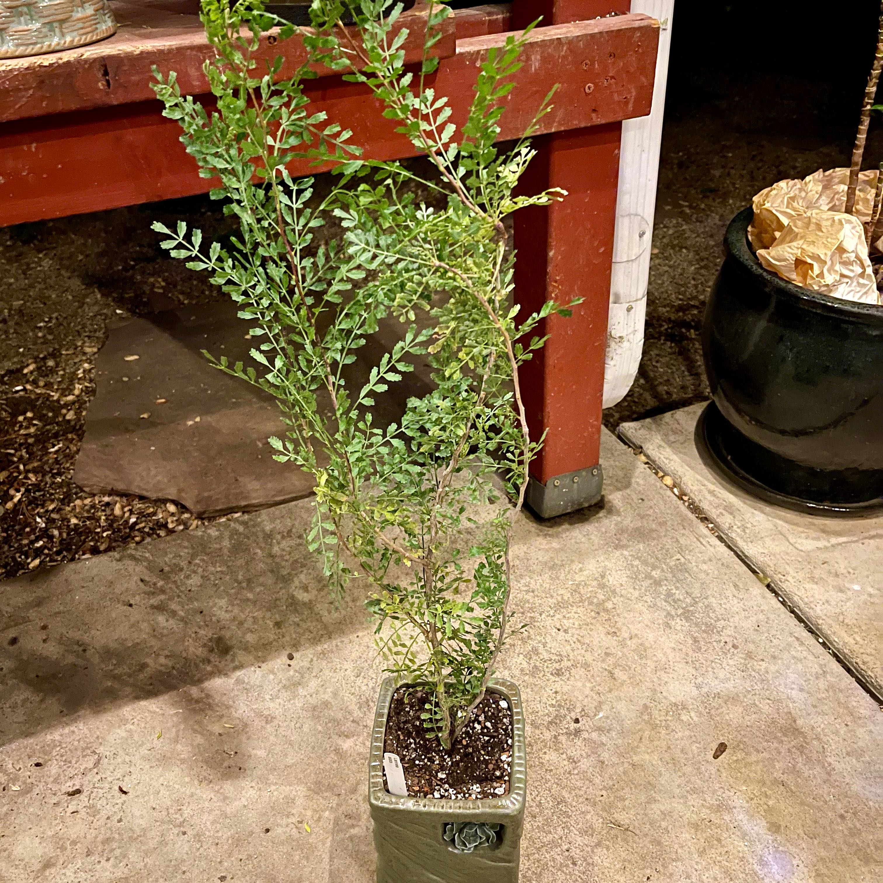 Personalized Lannea Alata Care: Water, Light, Nutrients | Greg App