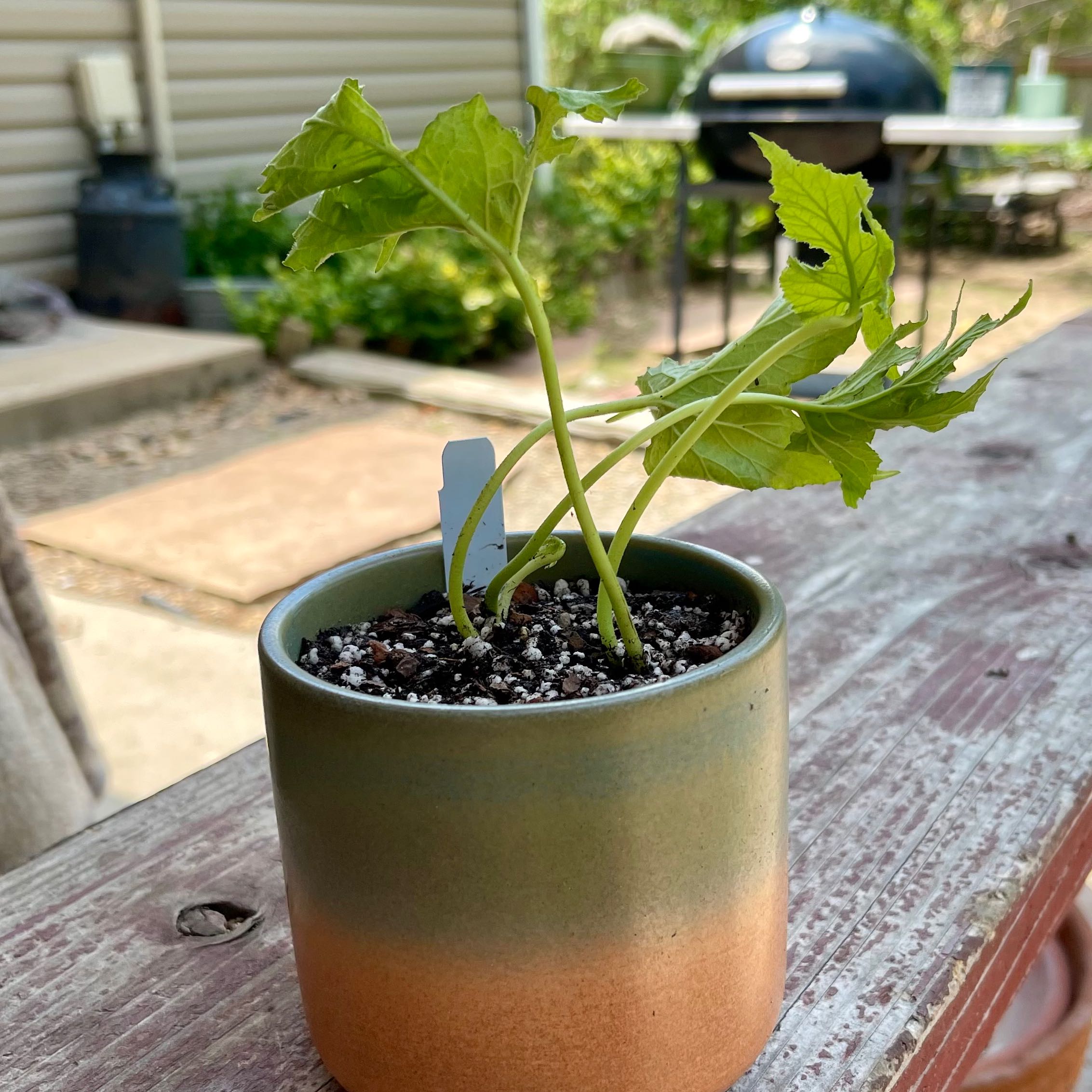 Wart Flower Plant Care: Water, Light, Nutrients | Greg App 🌱