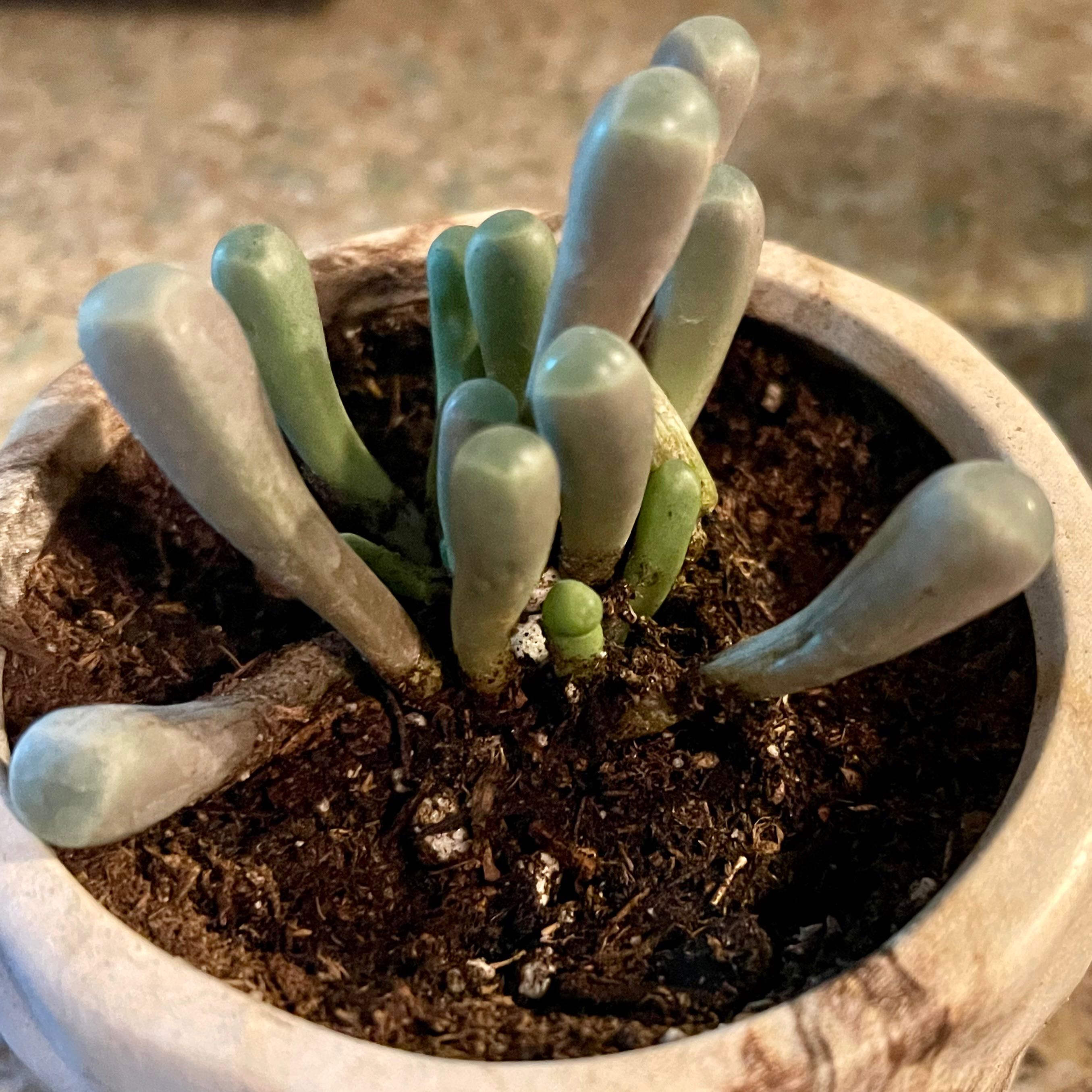 Black Spots on My Baby Toes Leaves