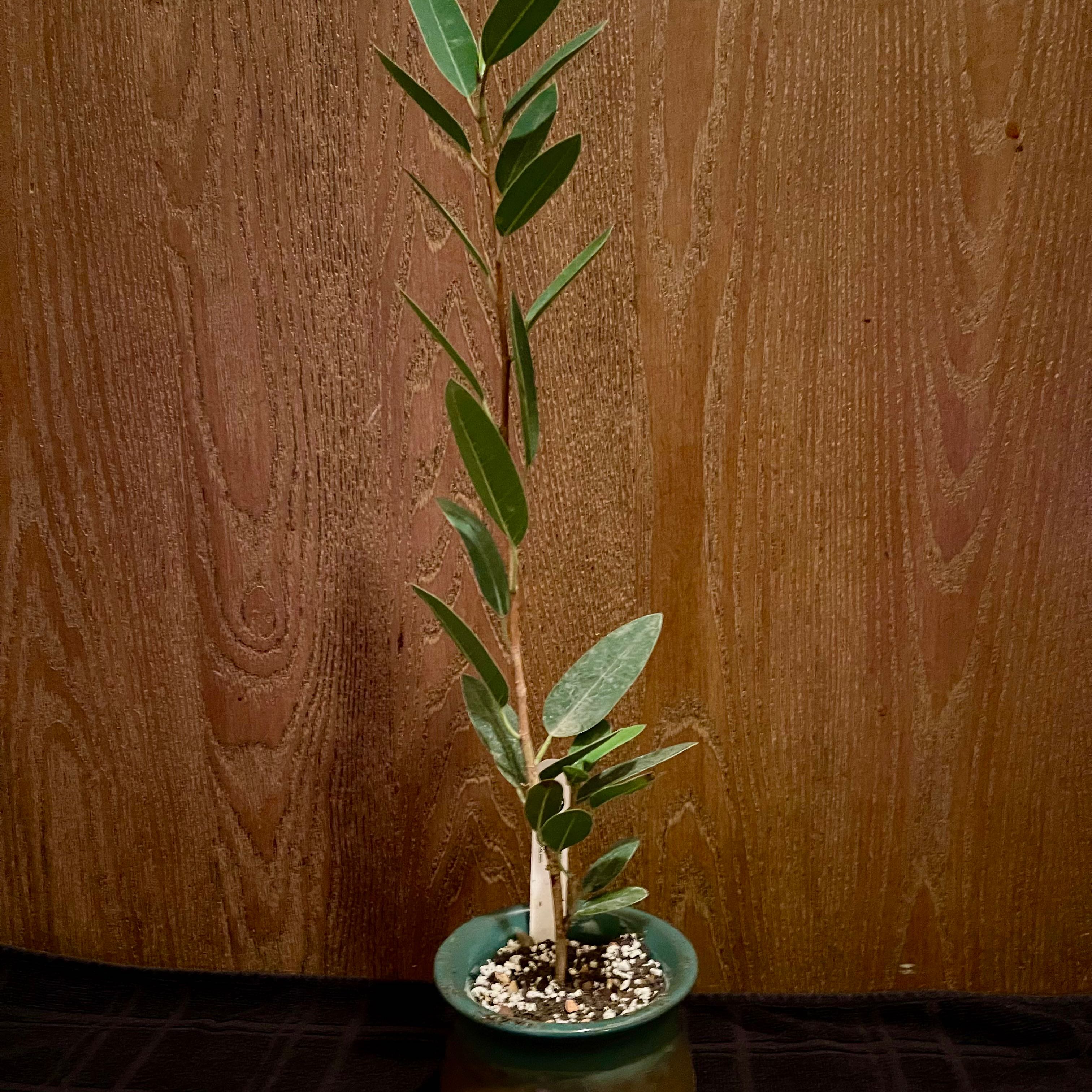 Malagasy Rock Fig Plant Care: Water, Light, Nutrients | Greg App 🌱