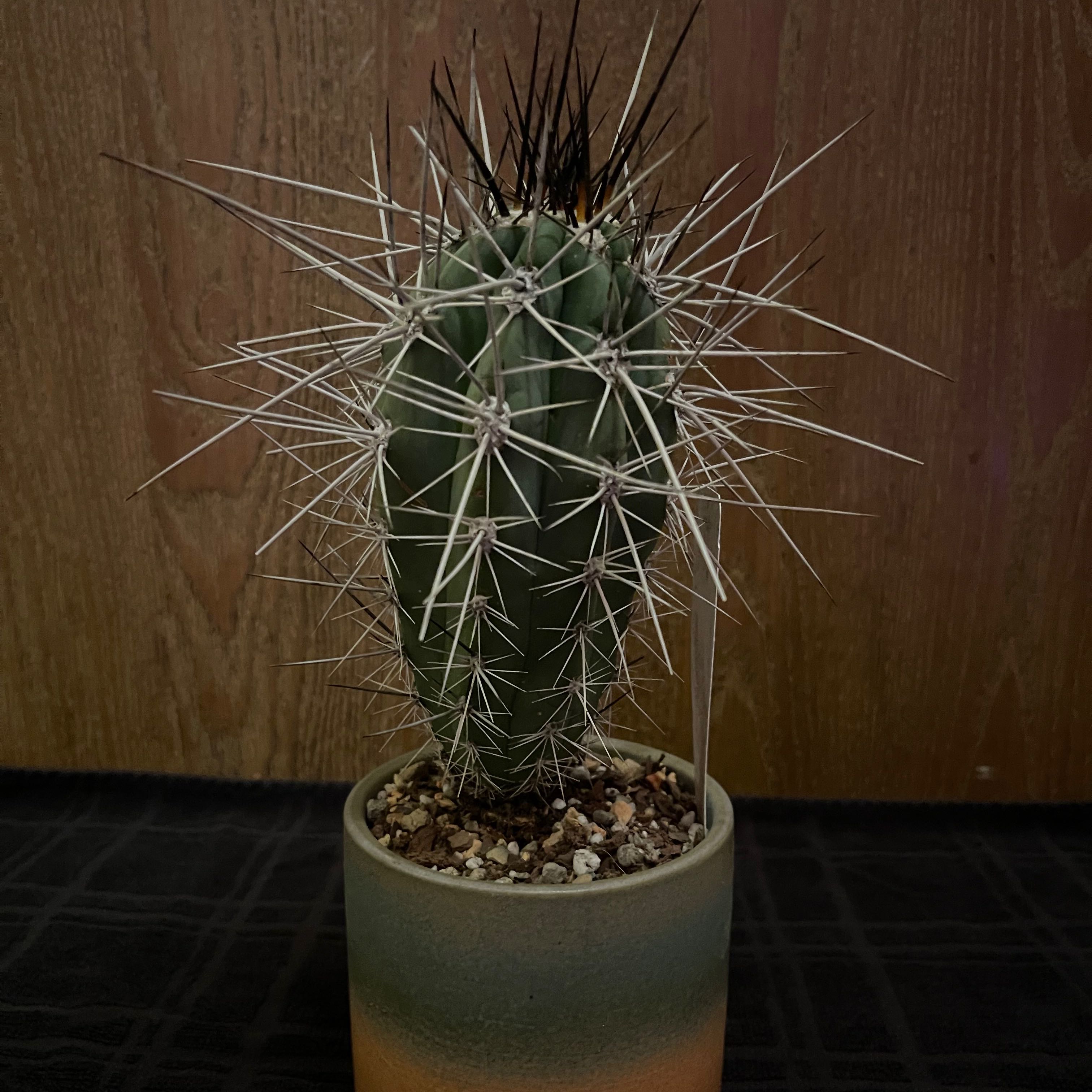 🌡 What Temperature Should My Toothpick Cactus Be Kept At?