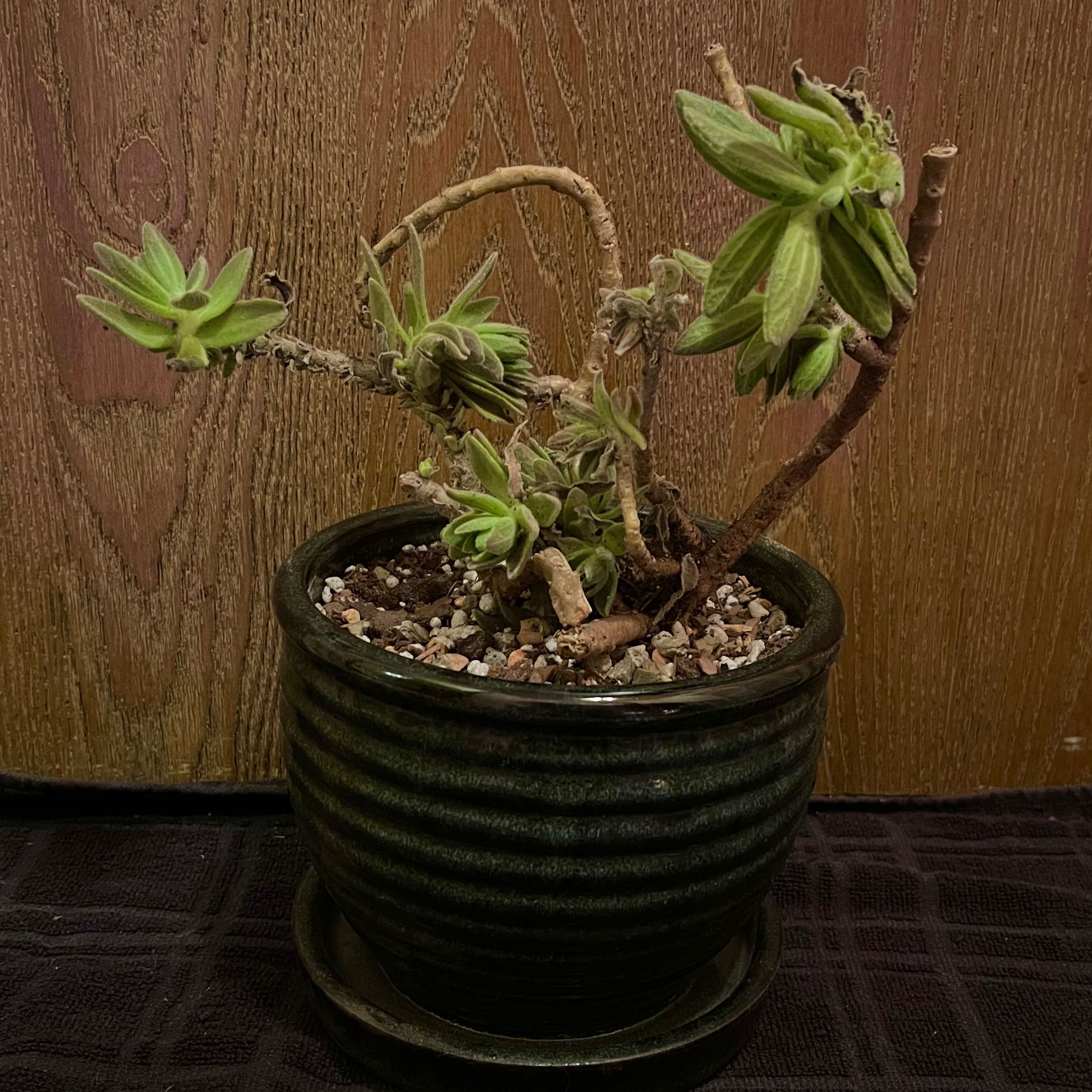 Coleus aegyptiacus Plant Care: Water, Light, Nutrients | Greg App 🌱