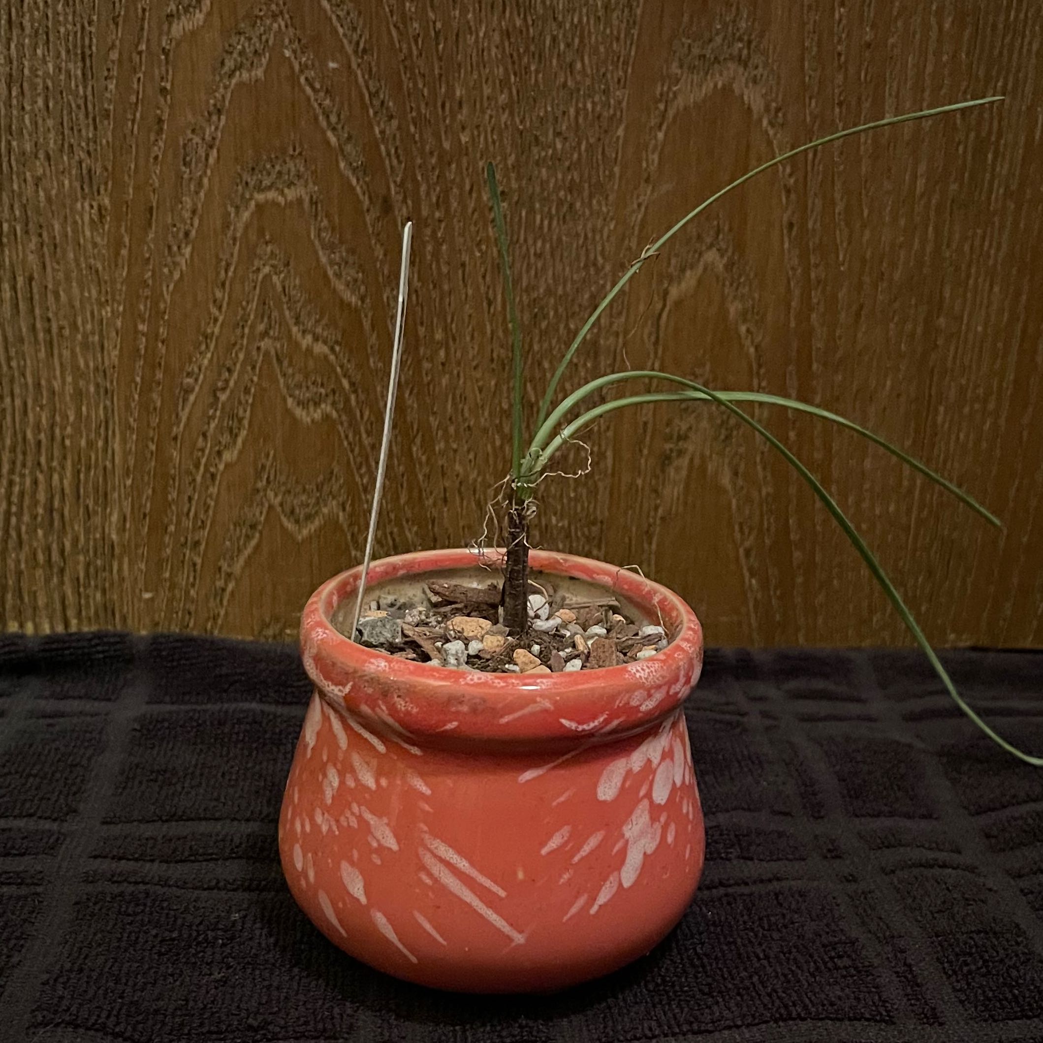 How to Care for Bulbine margarethae: Mastering Water, Sunlight & More
