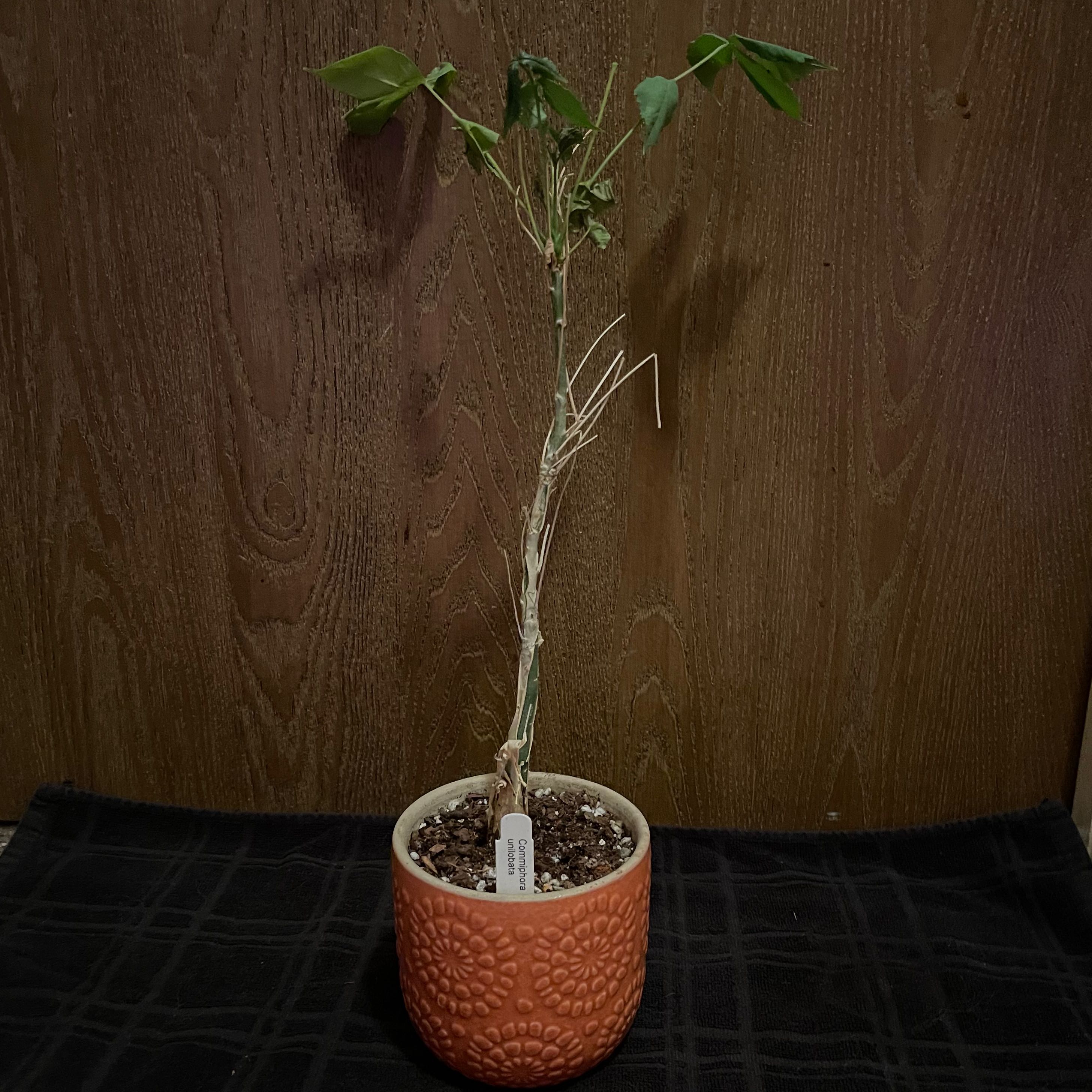 How to Care for Commiphora unilobata: Mastering Water, Sunlight & More