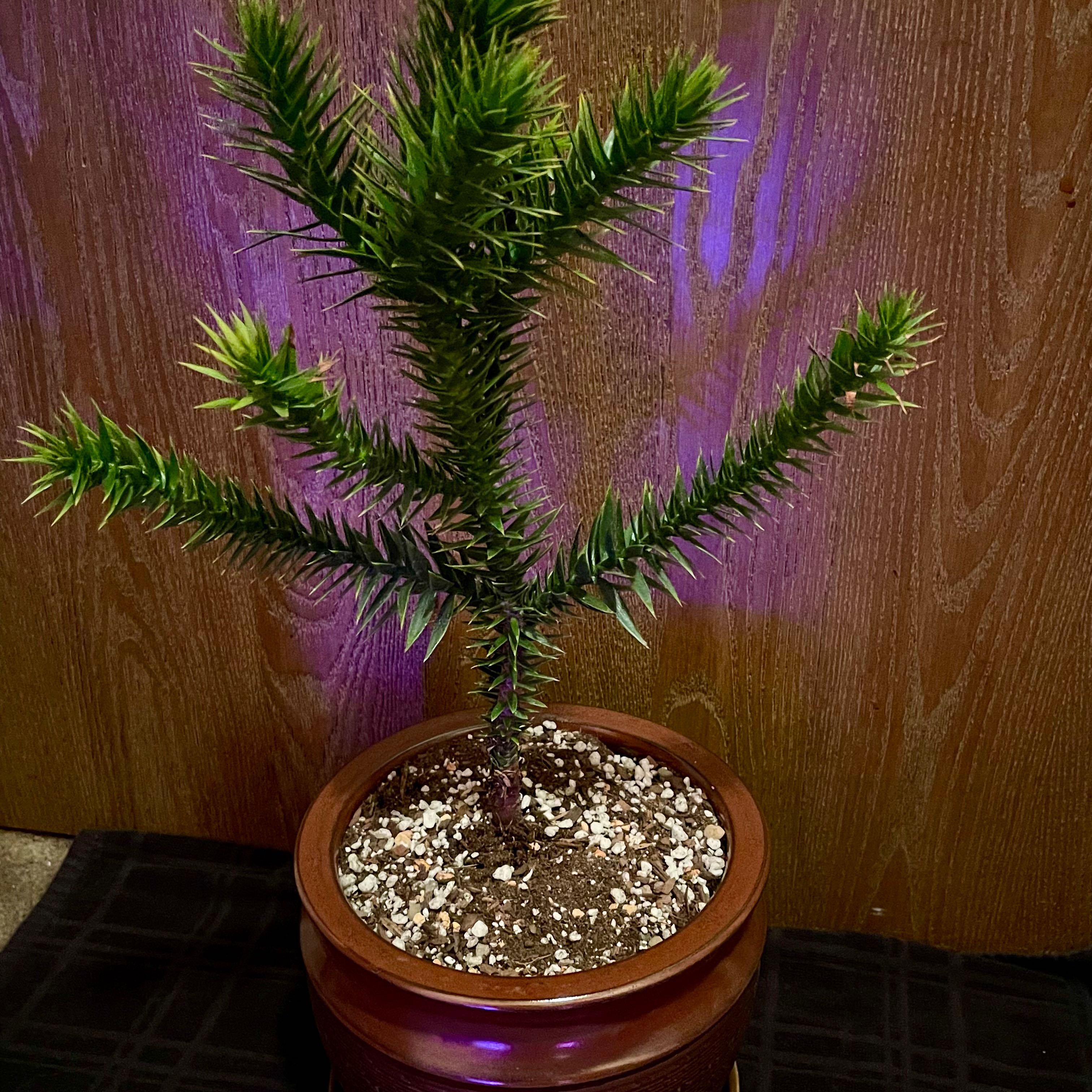 🐒 When and Where Should I Trim My Monkey Puzzle Tree?