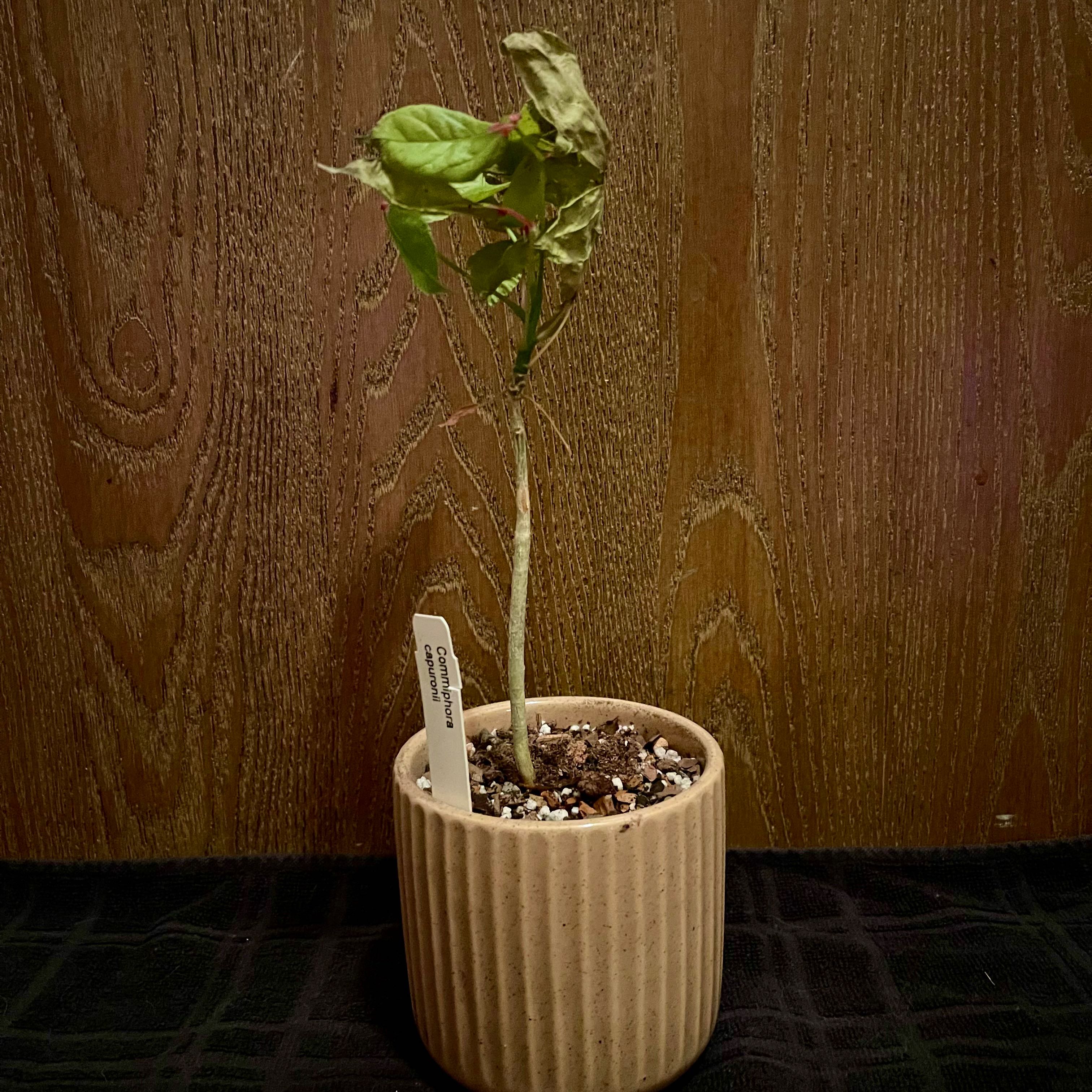 How to Care for Commiphora capuronii: Mastering Water, Sunlight & More