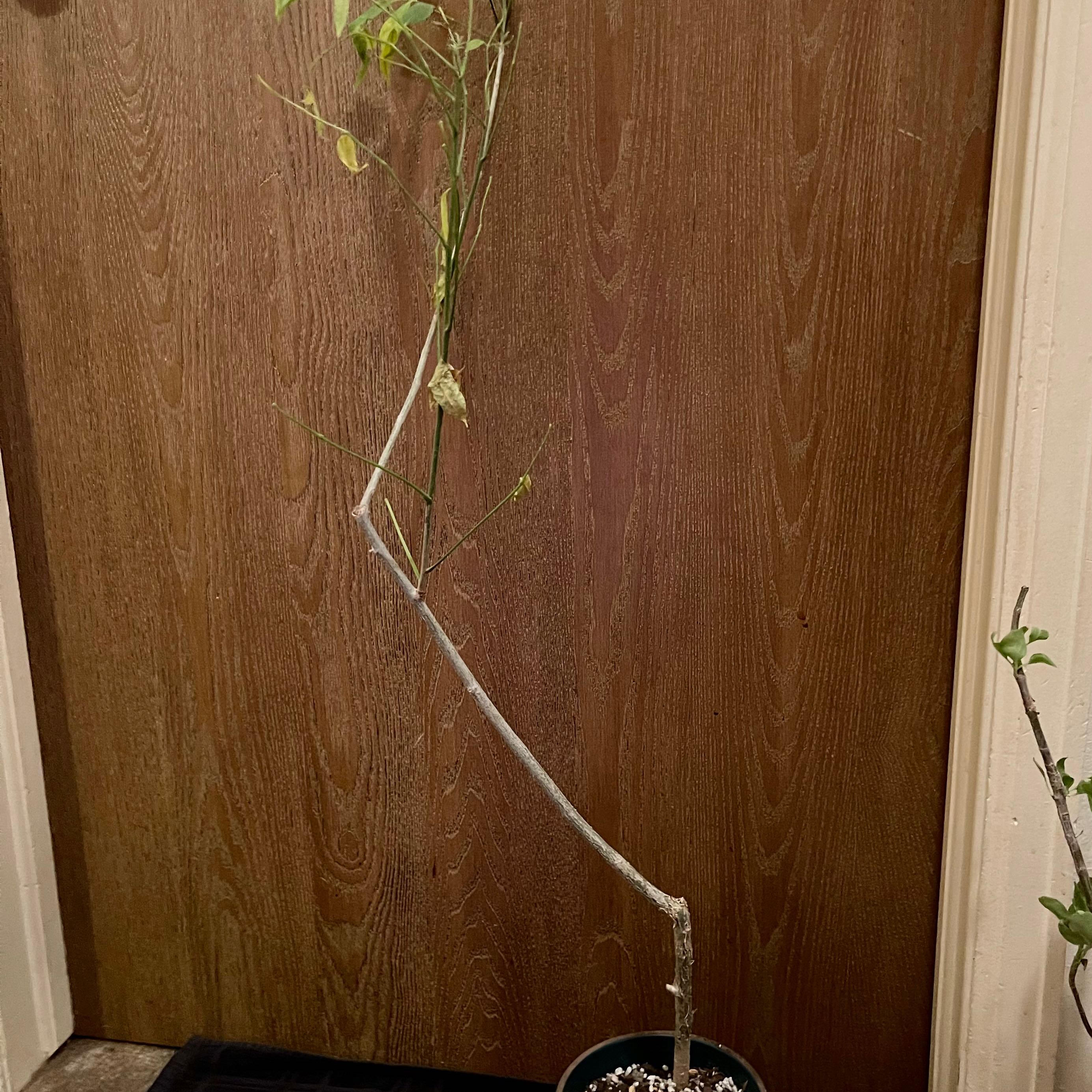 Vazaha Tree: How Much Water & Light Does it Need to Thrive?