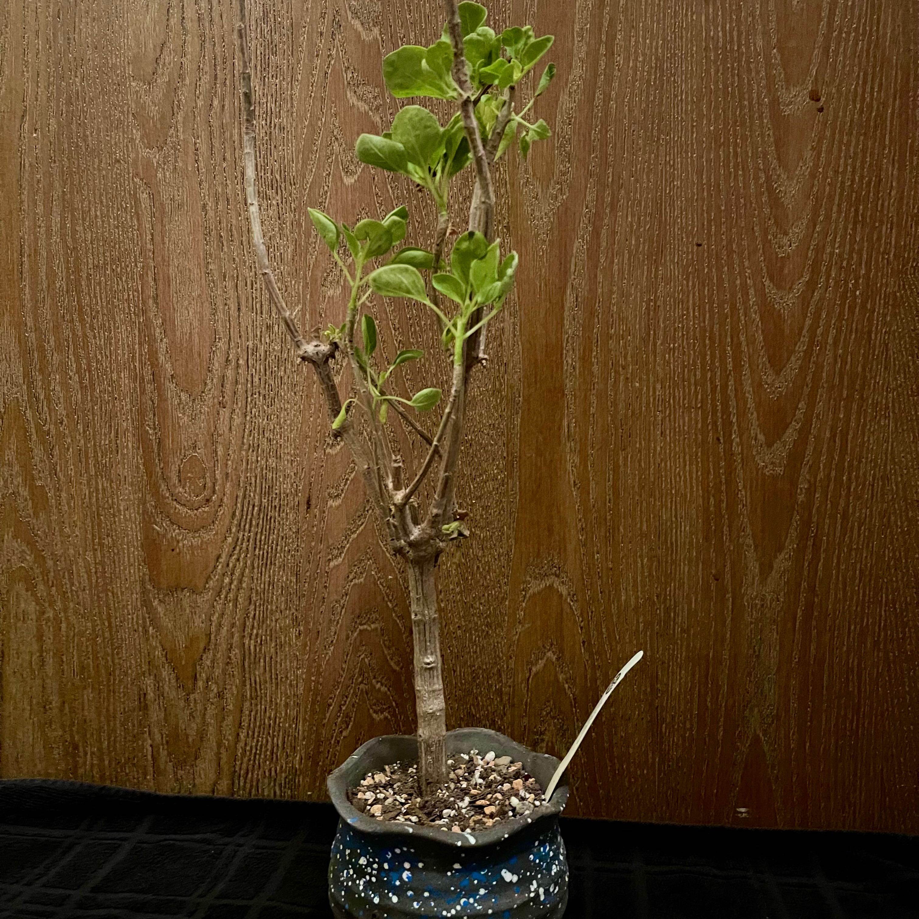 Plectranthus igniarius: How Much Water & Light Does it Need to Thrive?