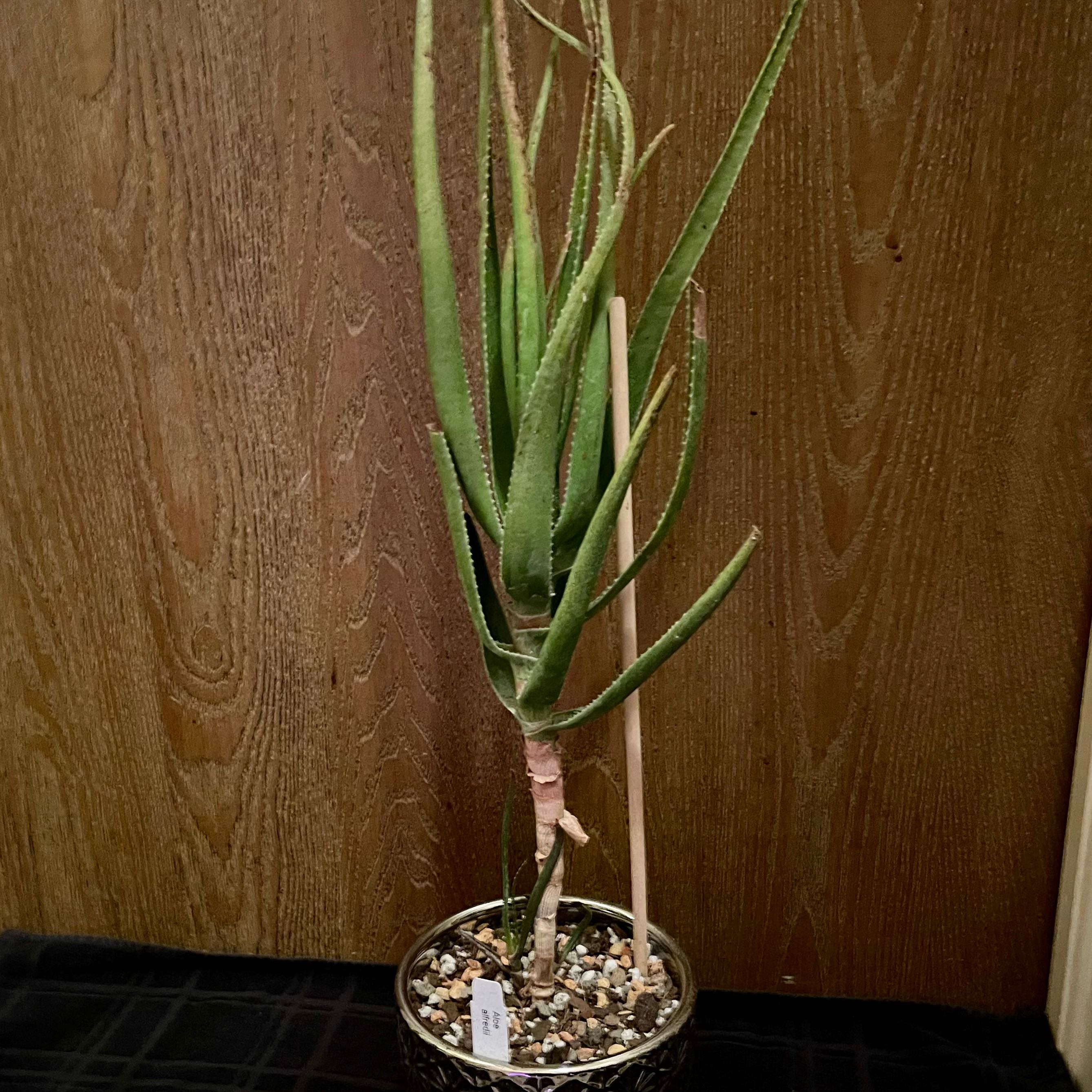 Keep Your Aloe alfredii Alive: Light, Water & Care Instructions