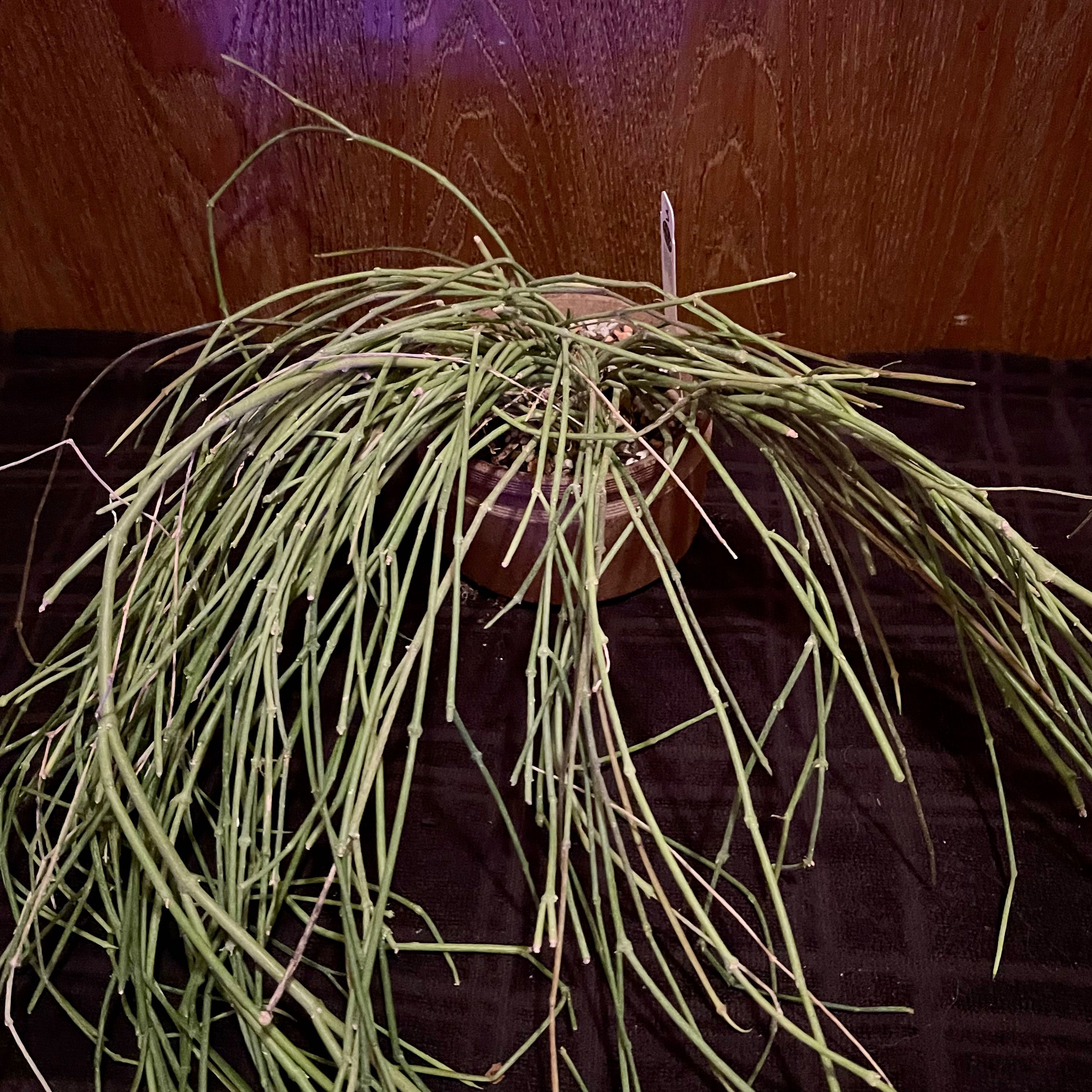 Green Spaghetti Plant Plant Care: Water, Light, Nutrients | Greg App 🌱