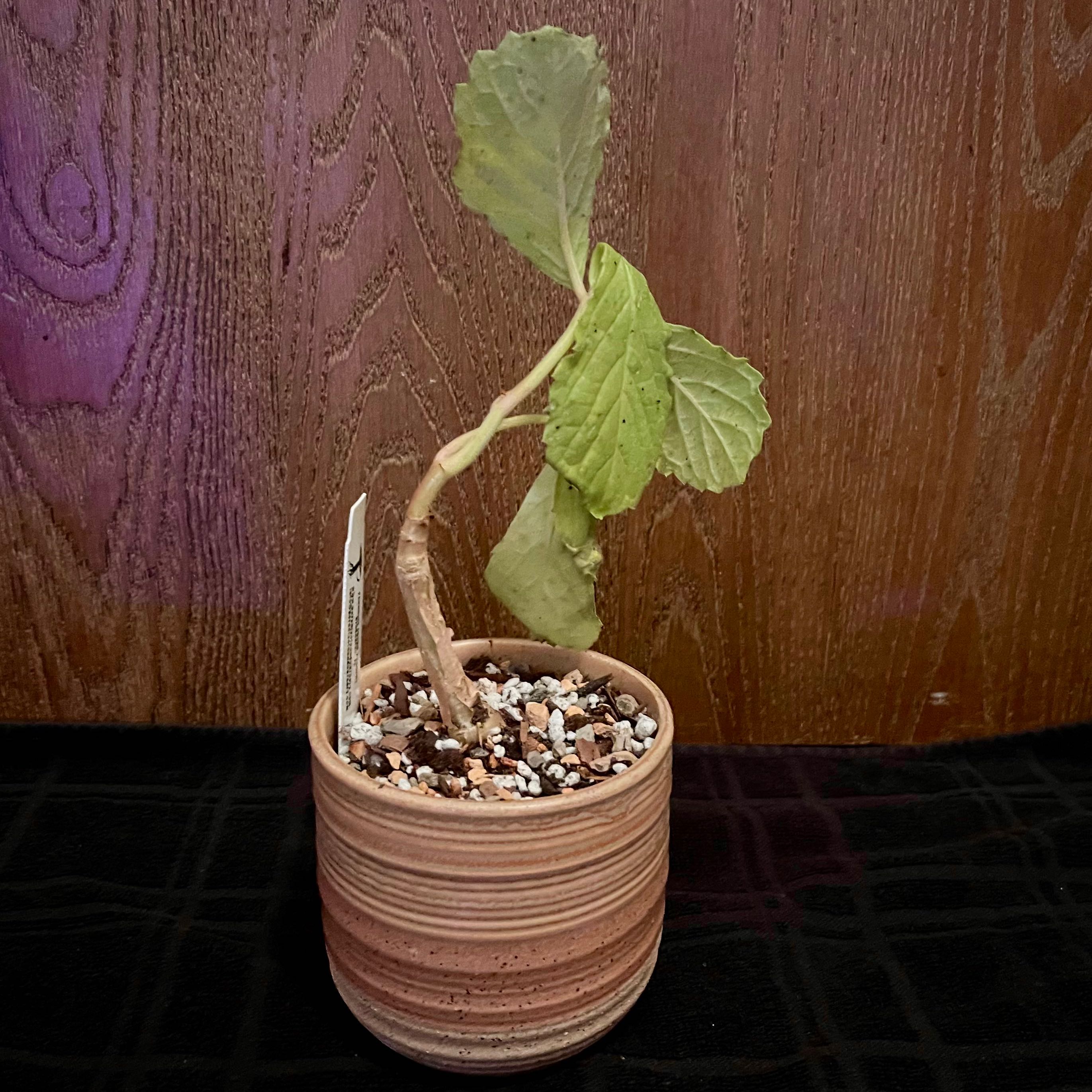 Cyphostemma hardyi Plant Care: Water, Light, Nutrients | Greg App 🌱