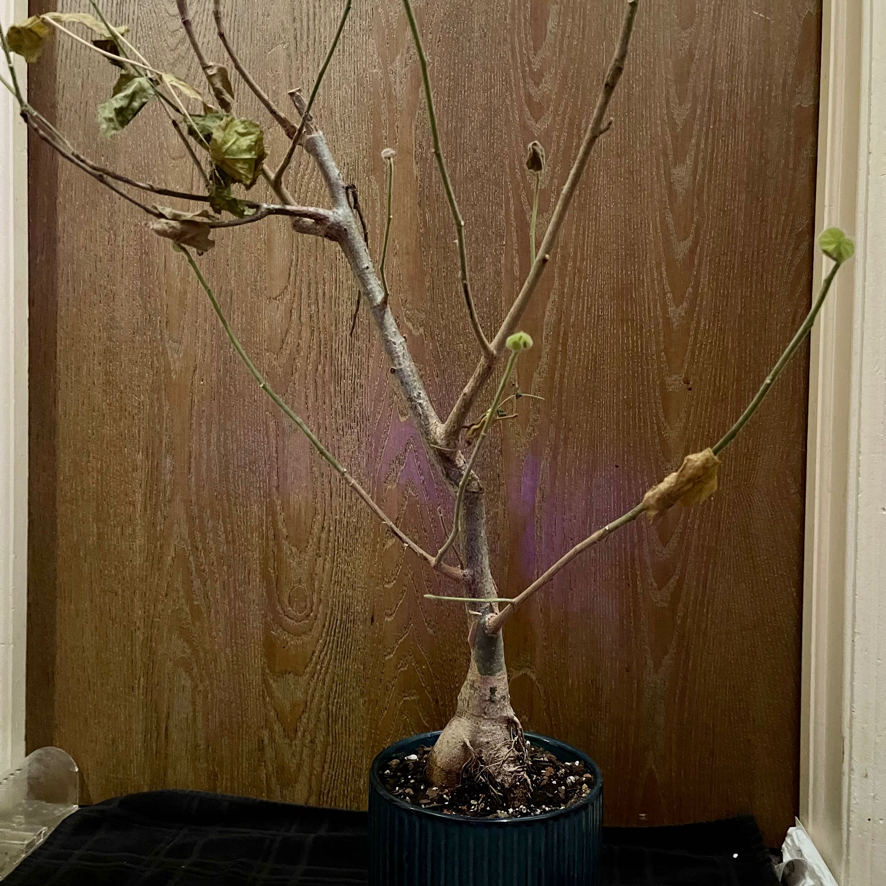 Sterculia Rynchocarpa Plant Care: Water, Light, Nutrients | Greg App 🌱