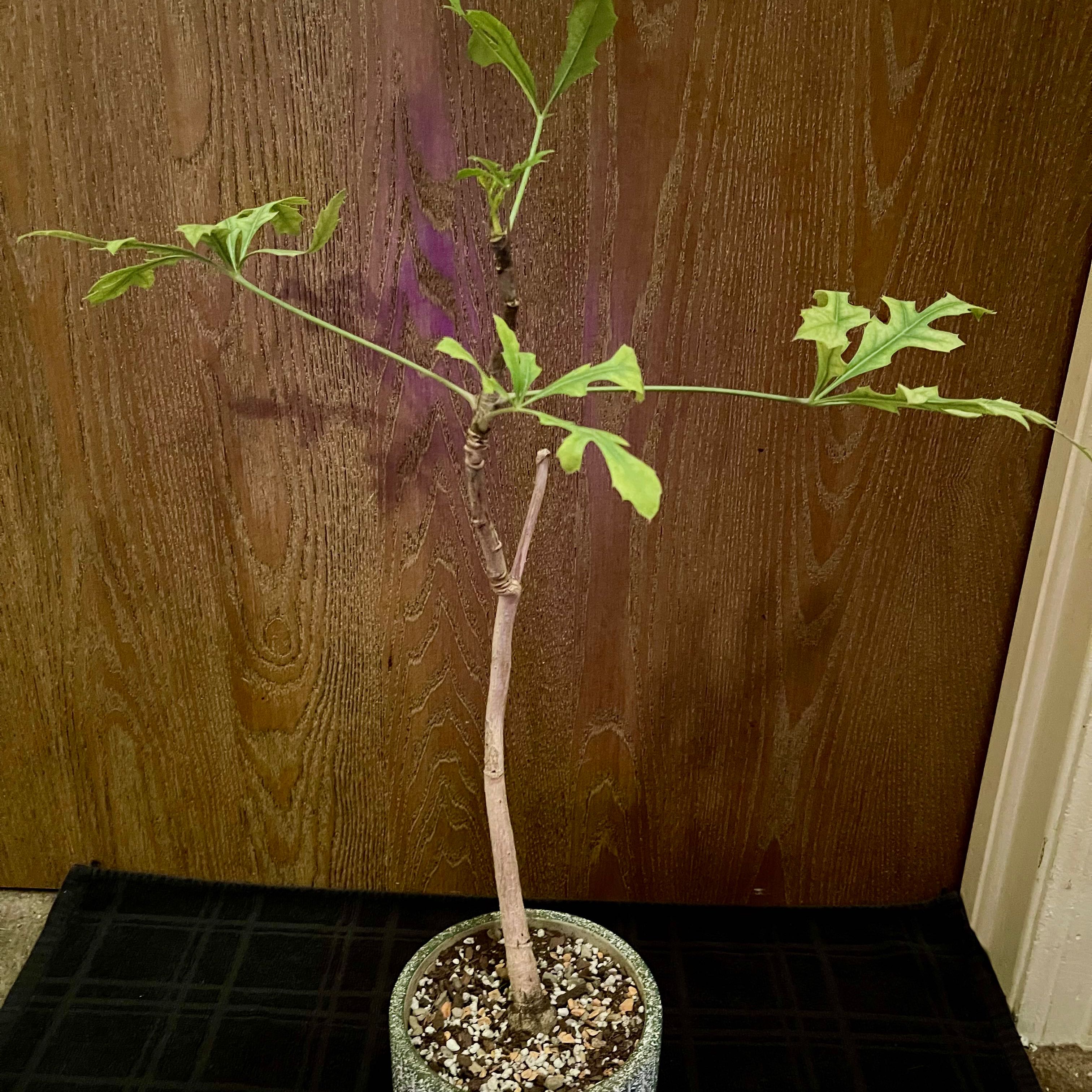 The Complete Mountain Cabbage Tree Plant Care Guide: Water, Light & Beyond