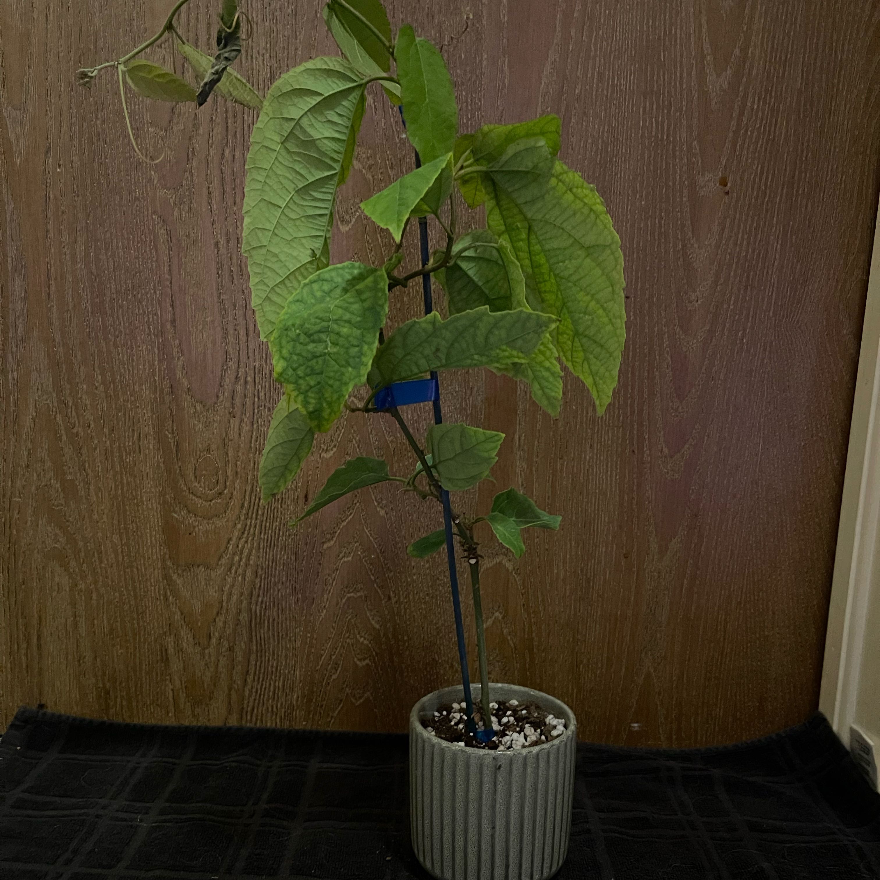 Why Are My Cape Gooseberry Leaves Curling?