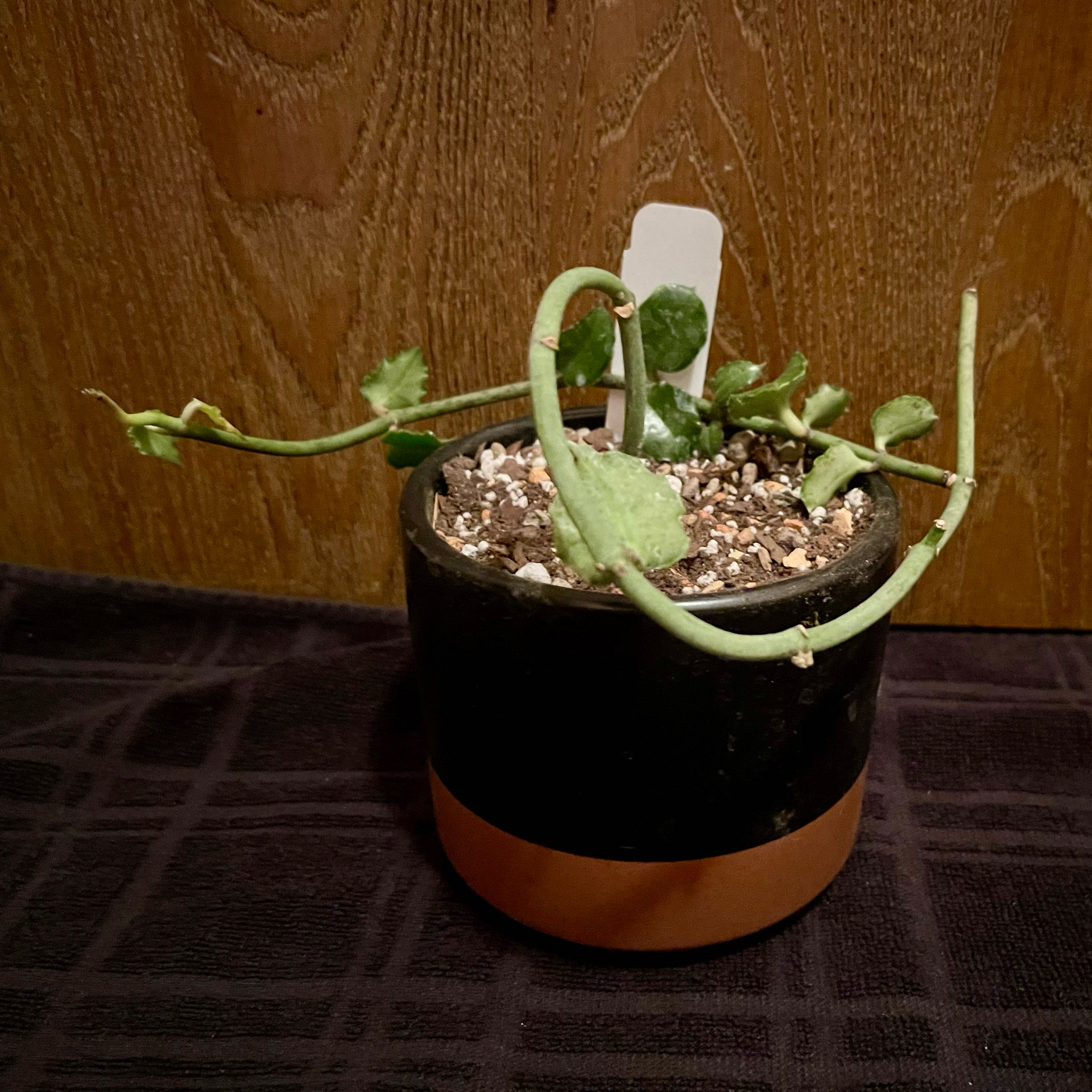 Keep Your Lantern Flower Alive: Light, Water & Care Instructions