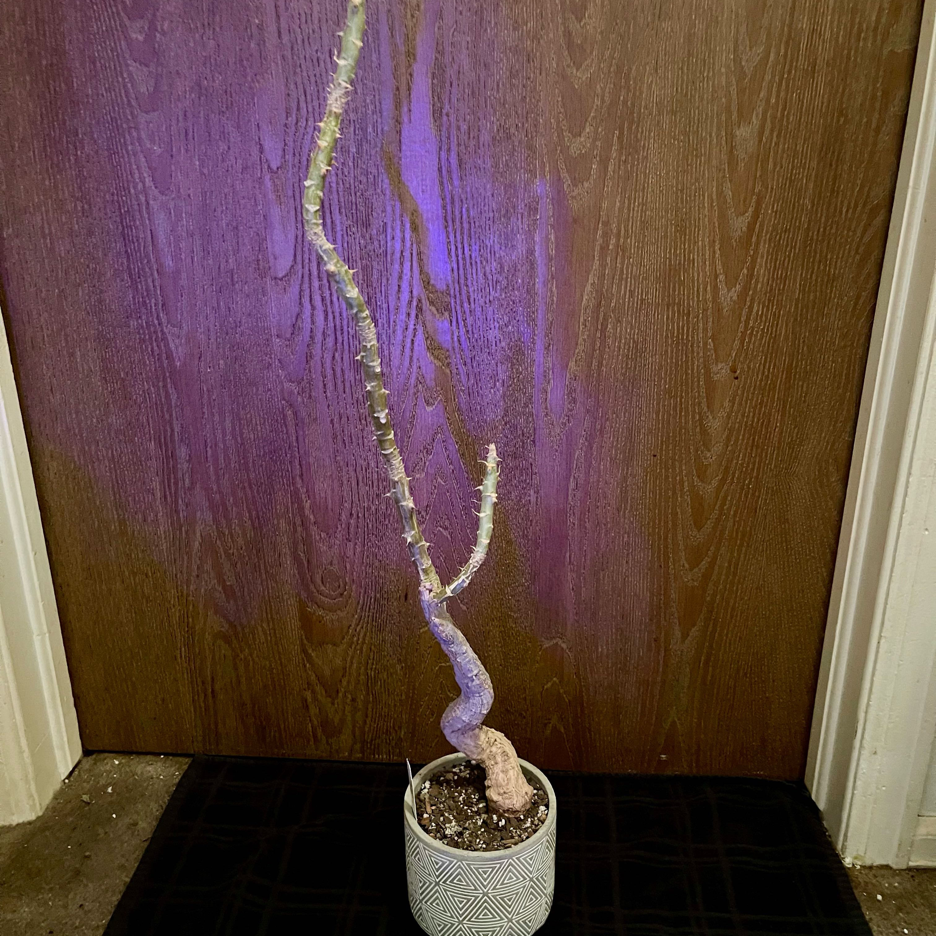 Abyssinian Coral Tree Plant Care: Water, Light, Nutrients | Greg App 🌱