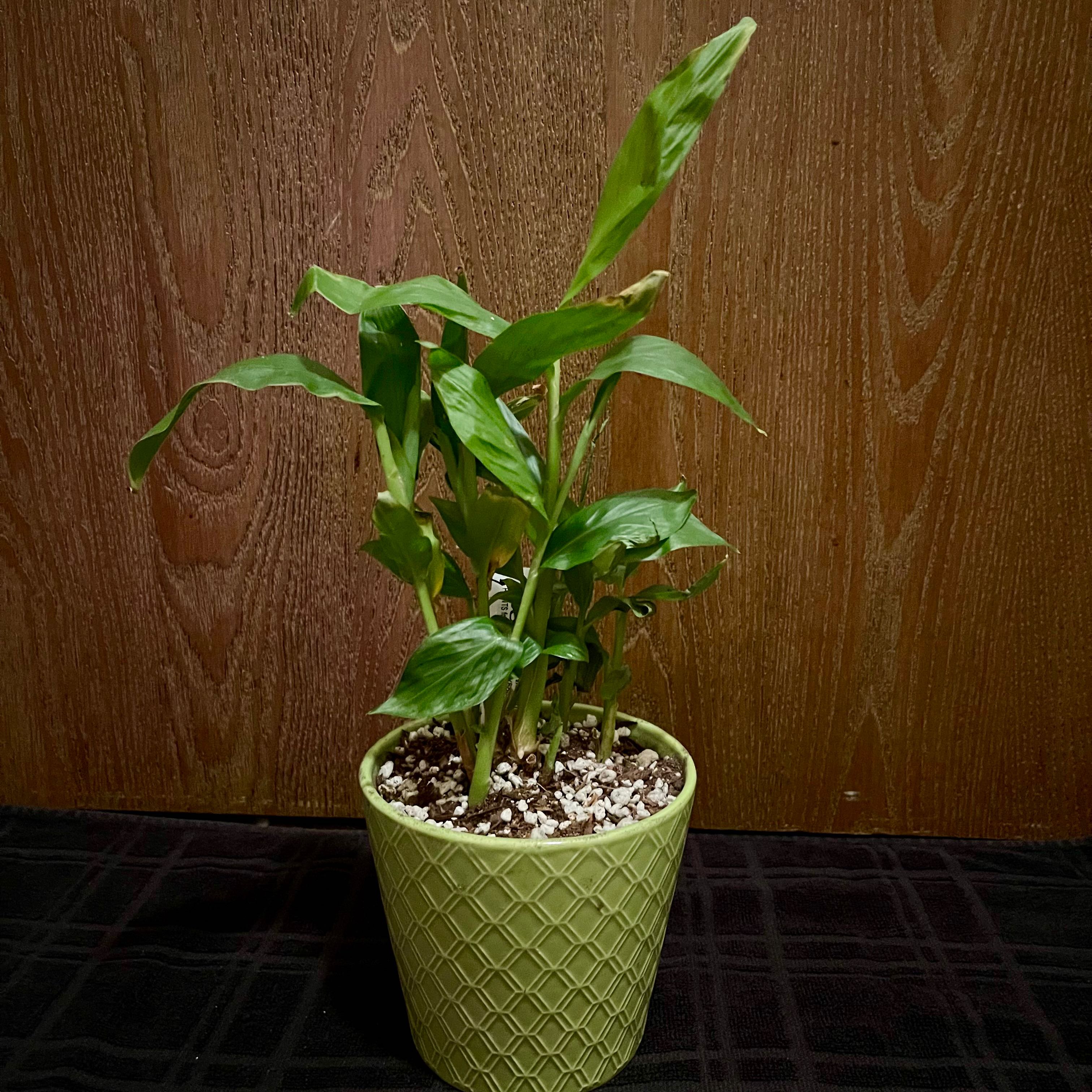 🦋 10 Benefits of Having a Butterfly Ginger Lily