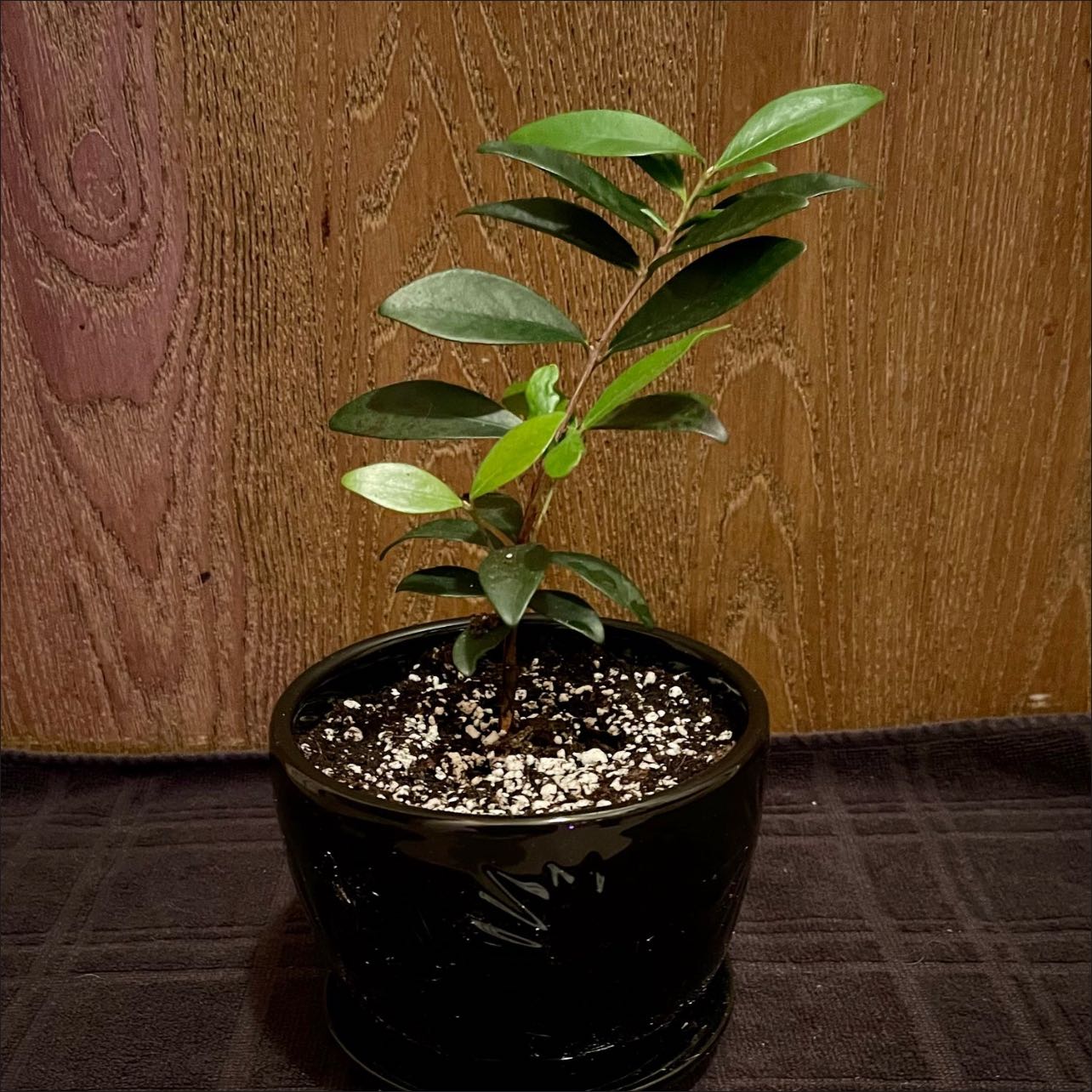 Keep Your Australian Beach Cherry Alive: Light, Water & Care Instructions